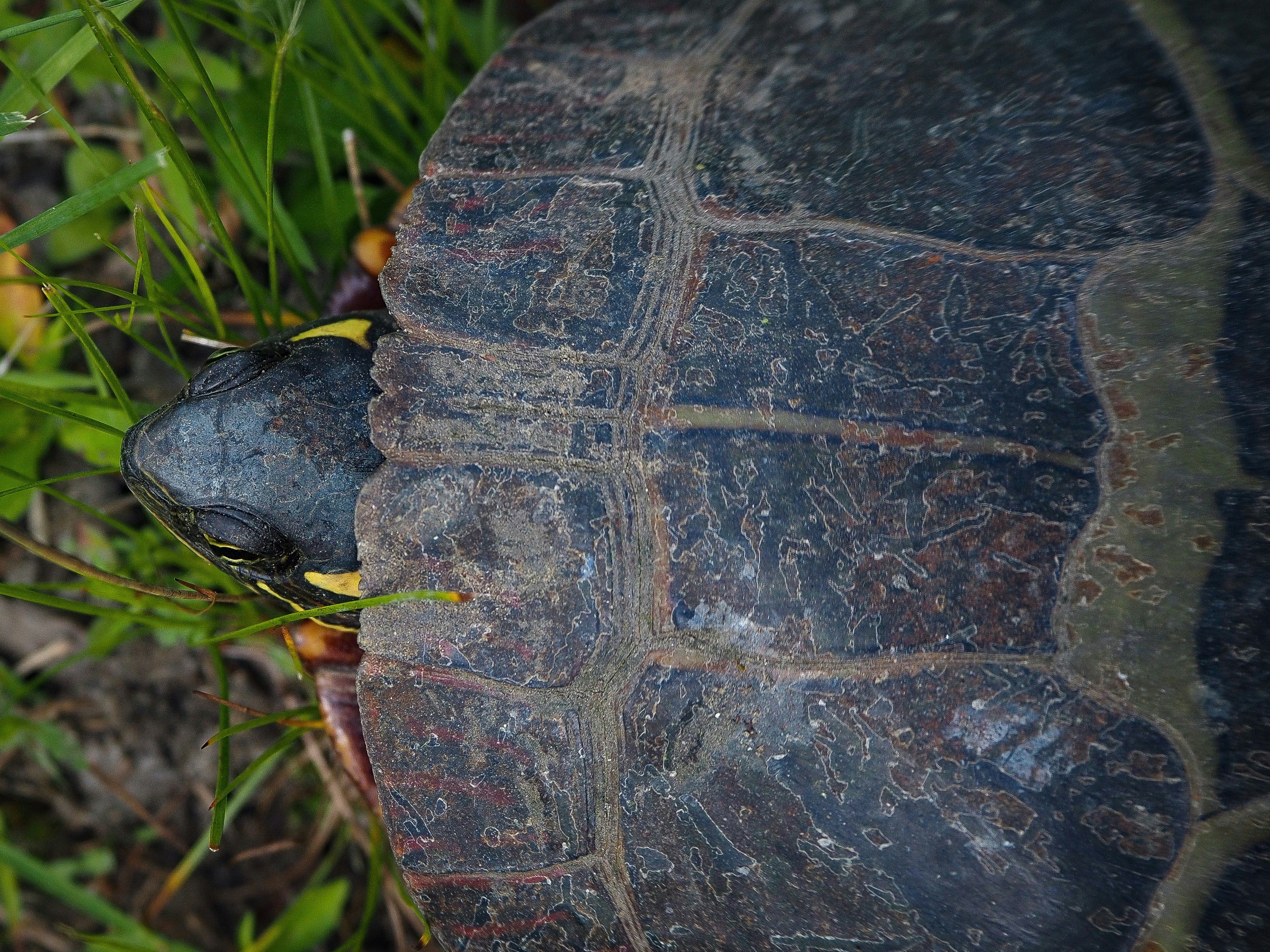 Hidden Trek: A Tortoise's Terrain Under Grass