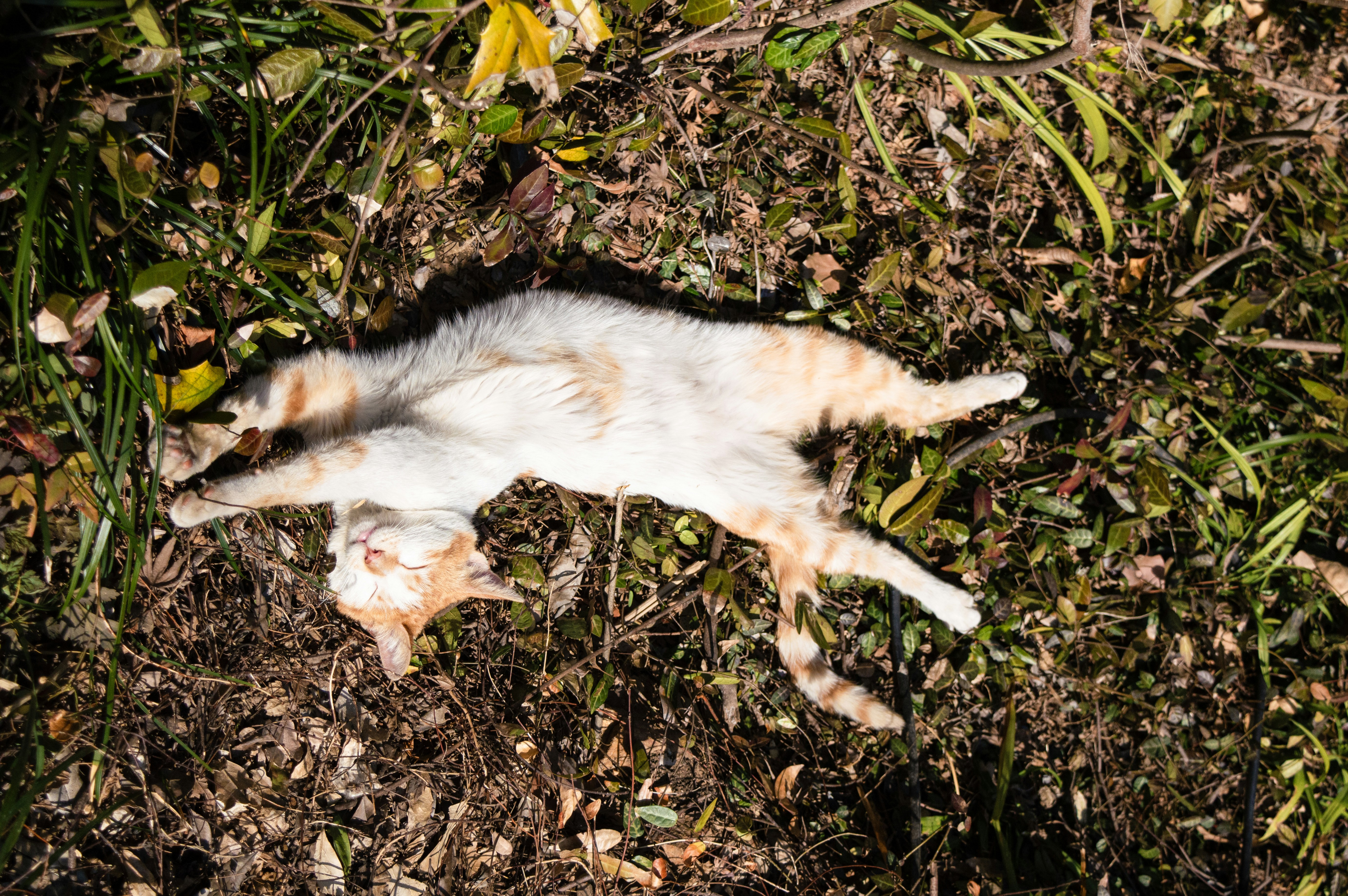 Sunlit Ginger-White Cat in Dappled Garden Bed