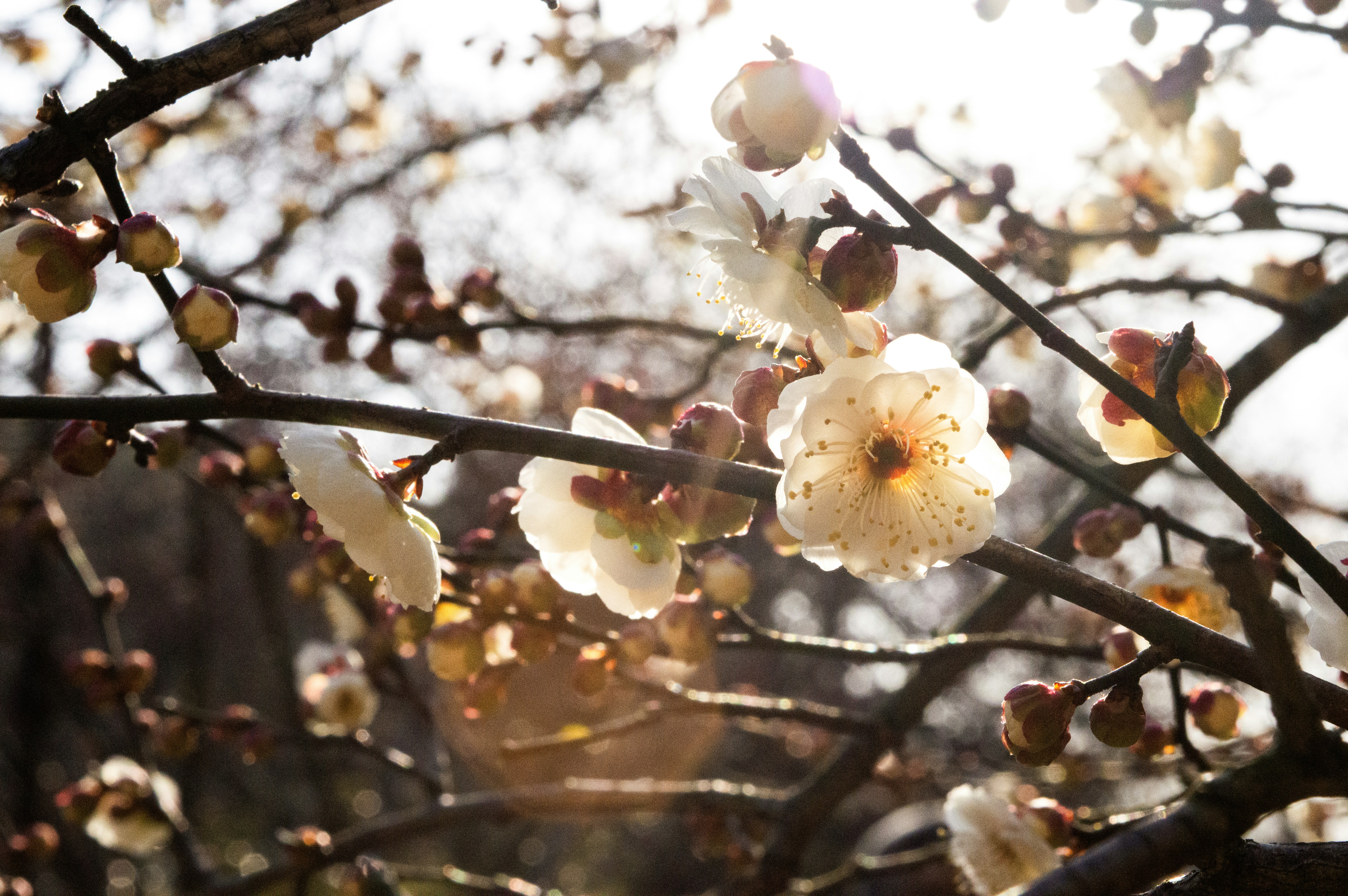 Soft sunlight on a cluster of flowering branches