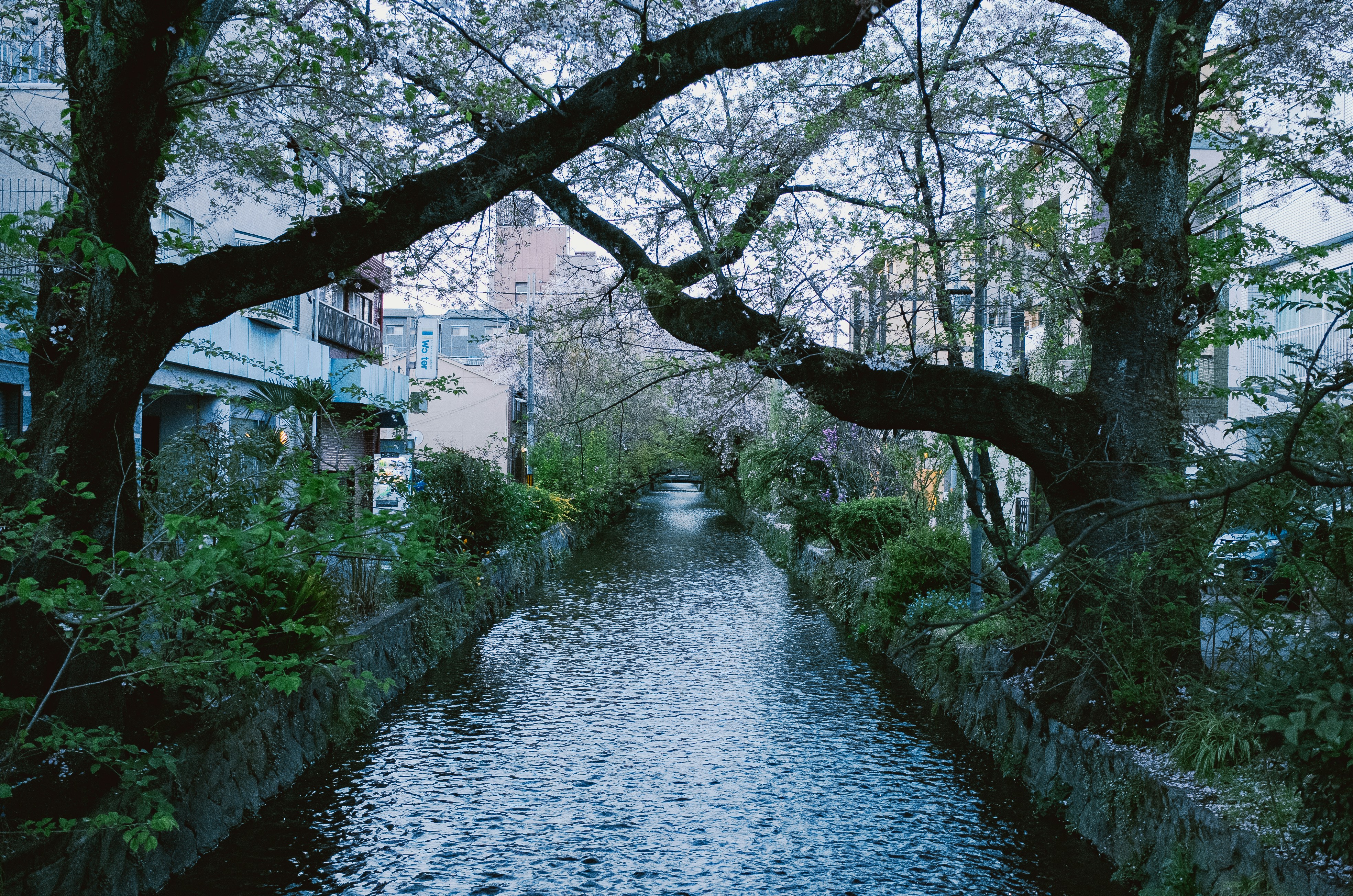 Overhanging Branches Meet a Quiet Canal in Bloom