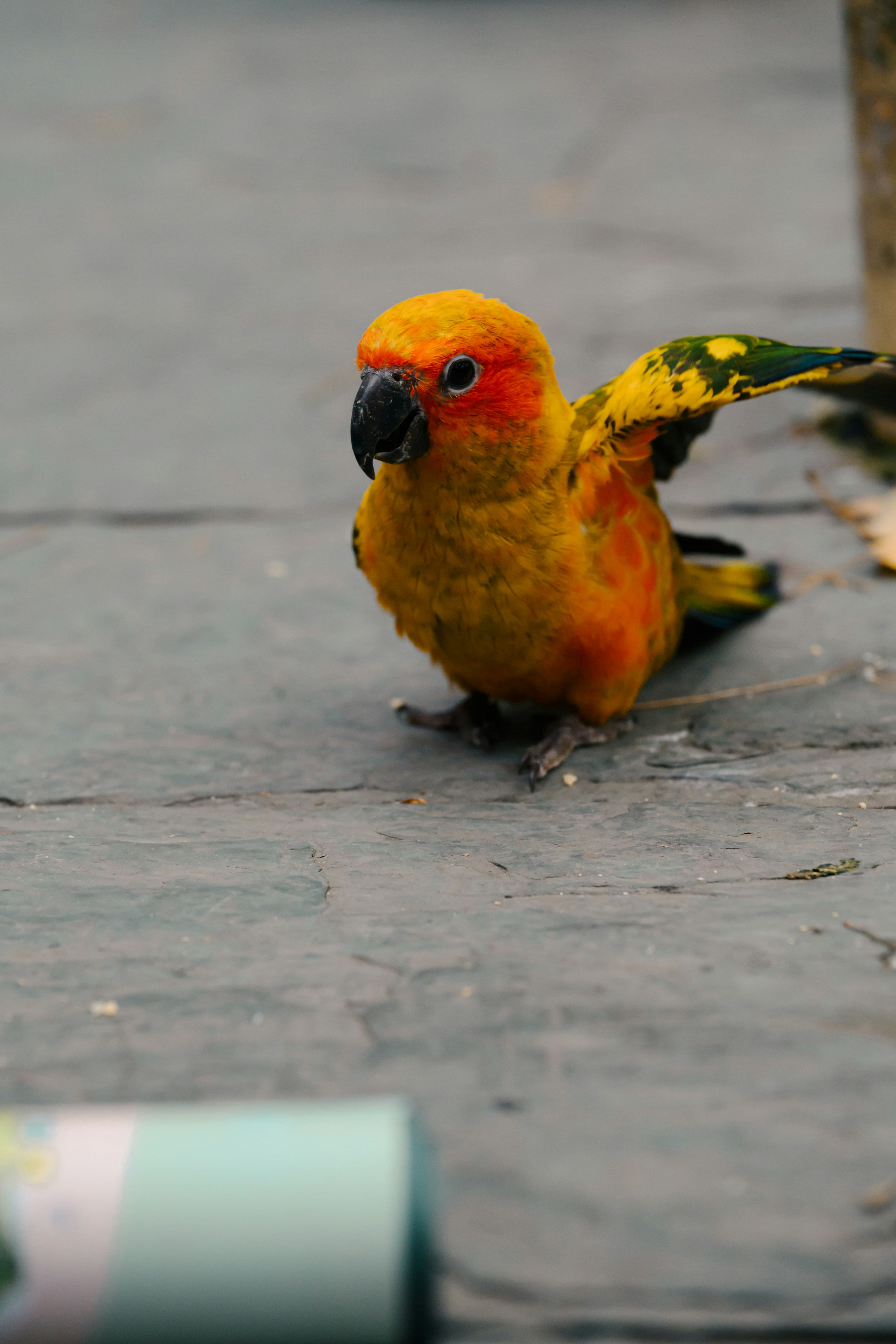 Sunlit Lancehead: A Candid Close-Up of a Vibrant Lorikeet in Focus
