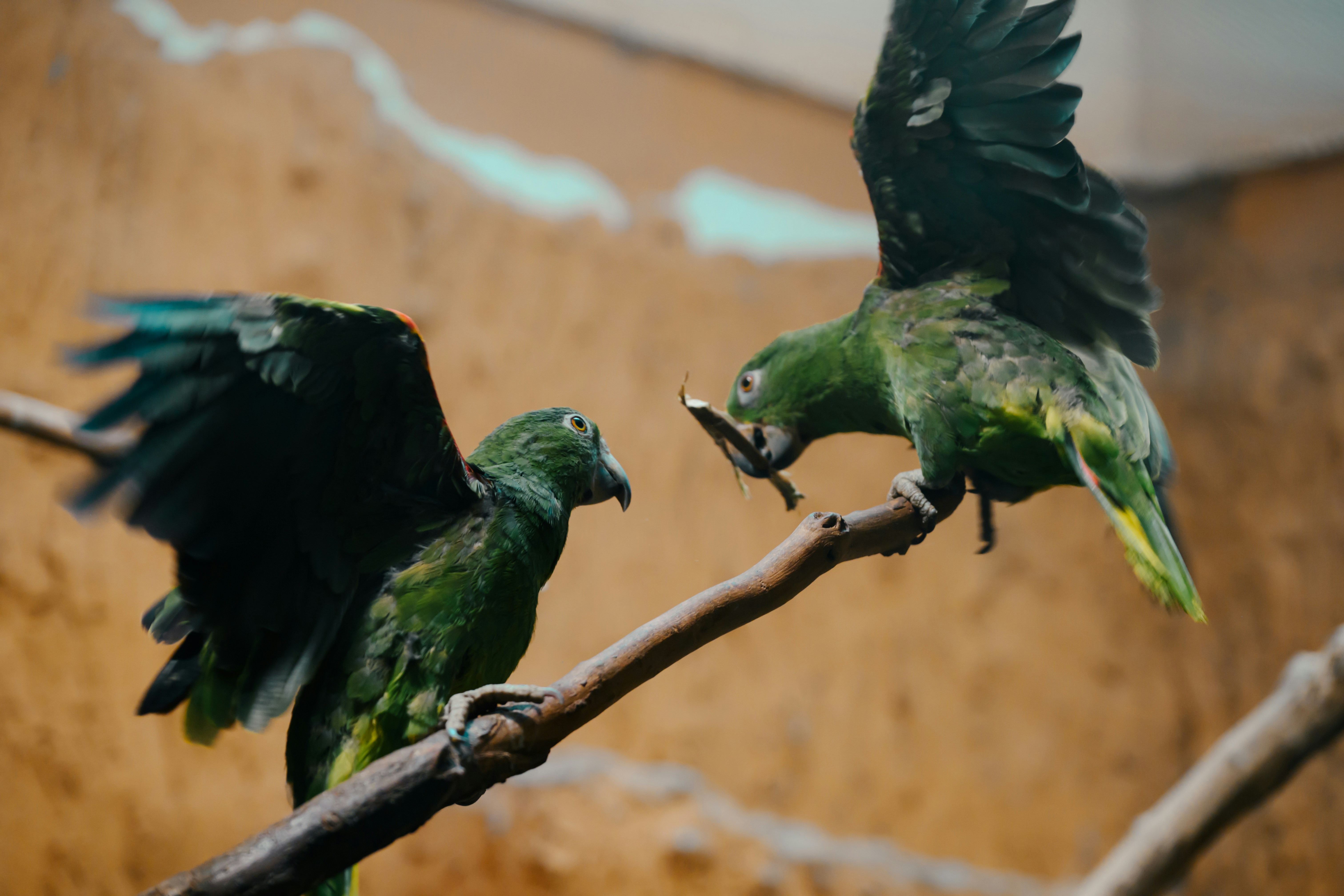 Feathered Standoff: Green Parrots on a Branch in Motion