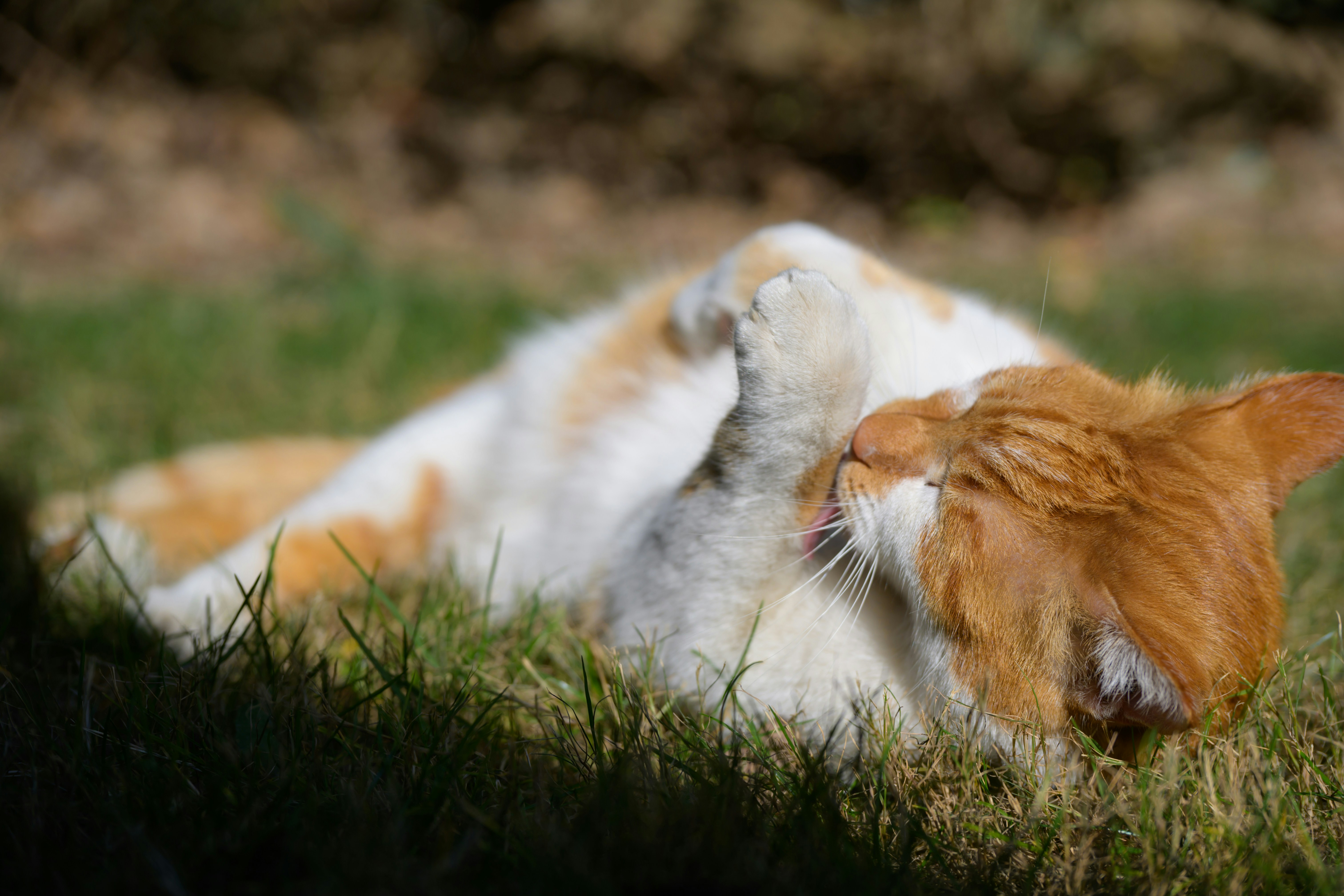 Sunlit Snooze: A Ginger Cat in a Quiet Lawn Rest