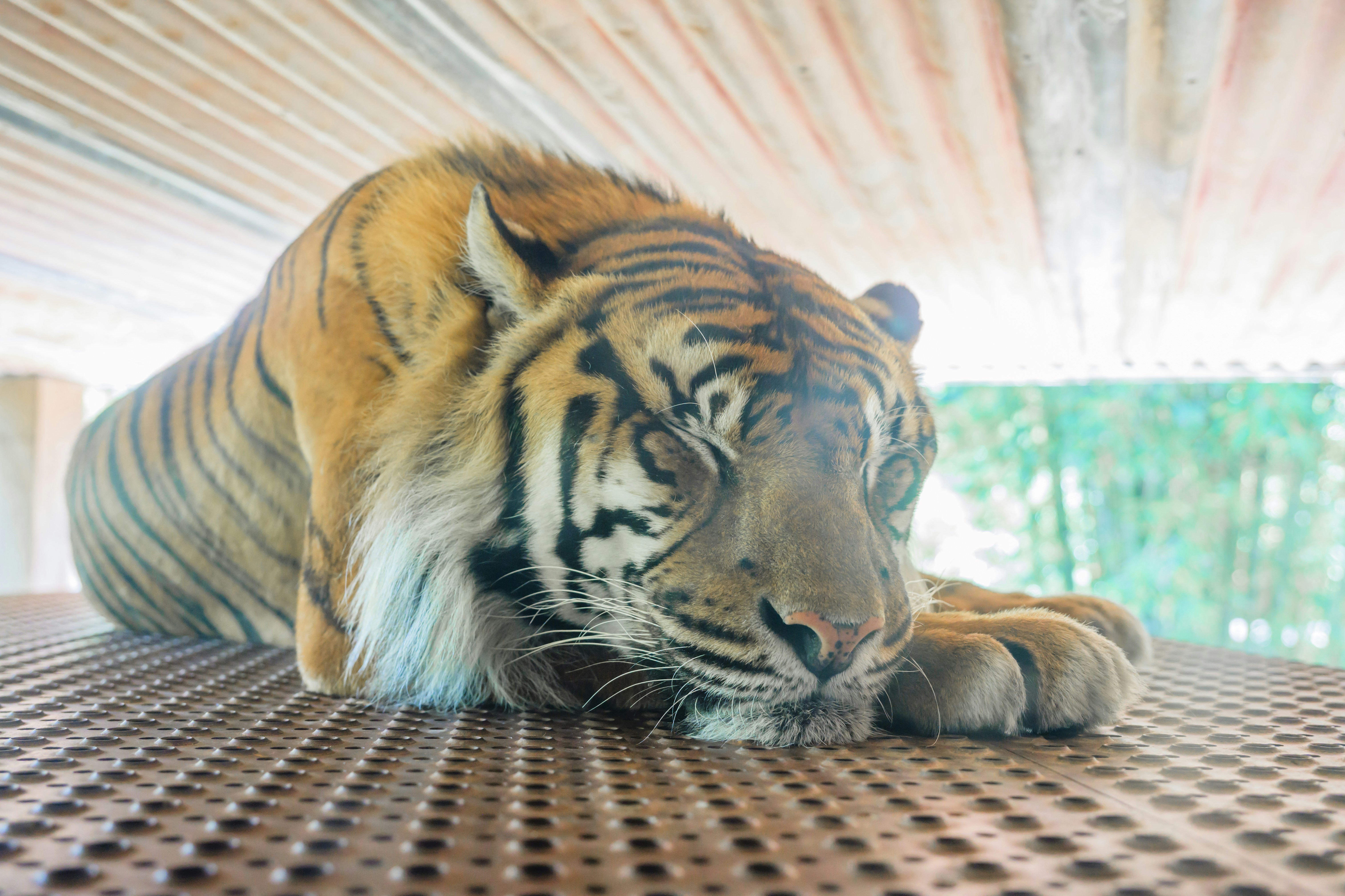 Resting Tiger Under Dappled Shelter