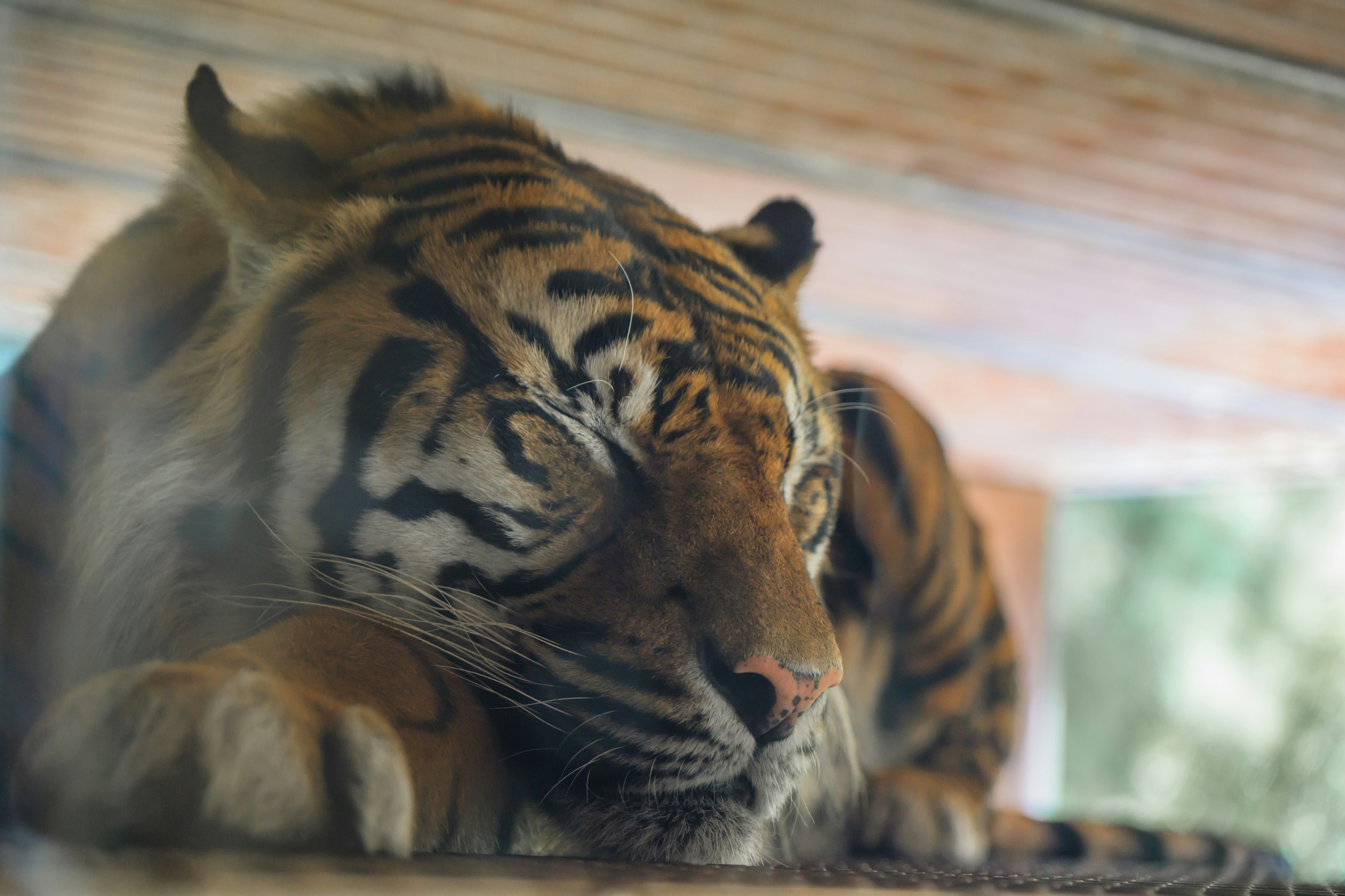 Between Slumber and Sleep: Tiger's Quiet Reverie