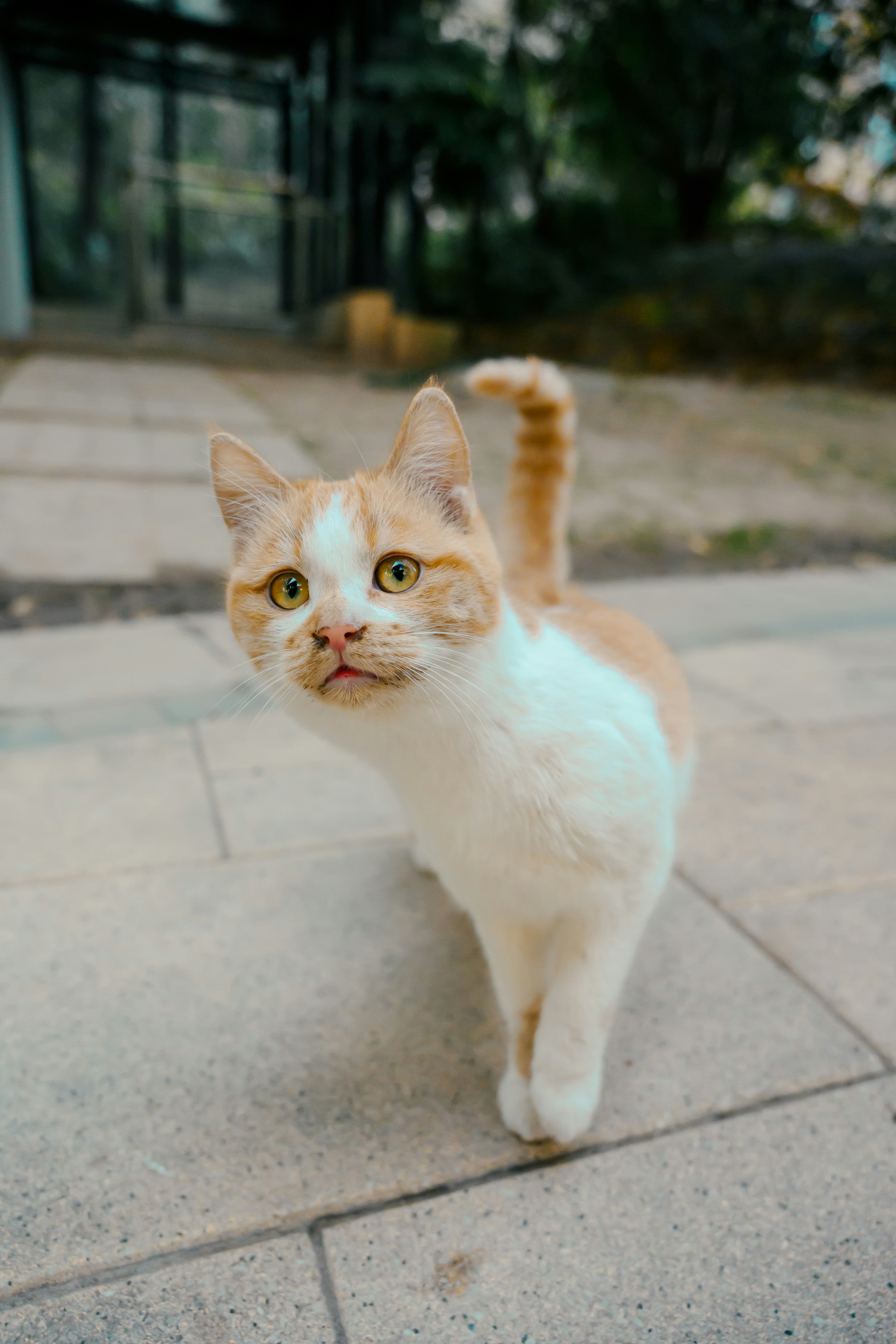 Curious Orange-and-White Explorer On Quiet Pavement