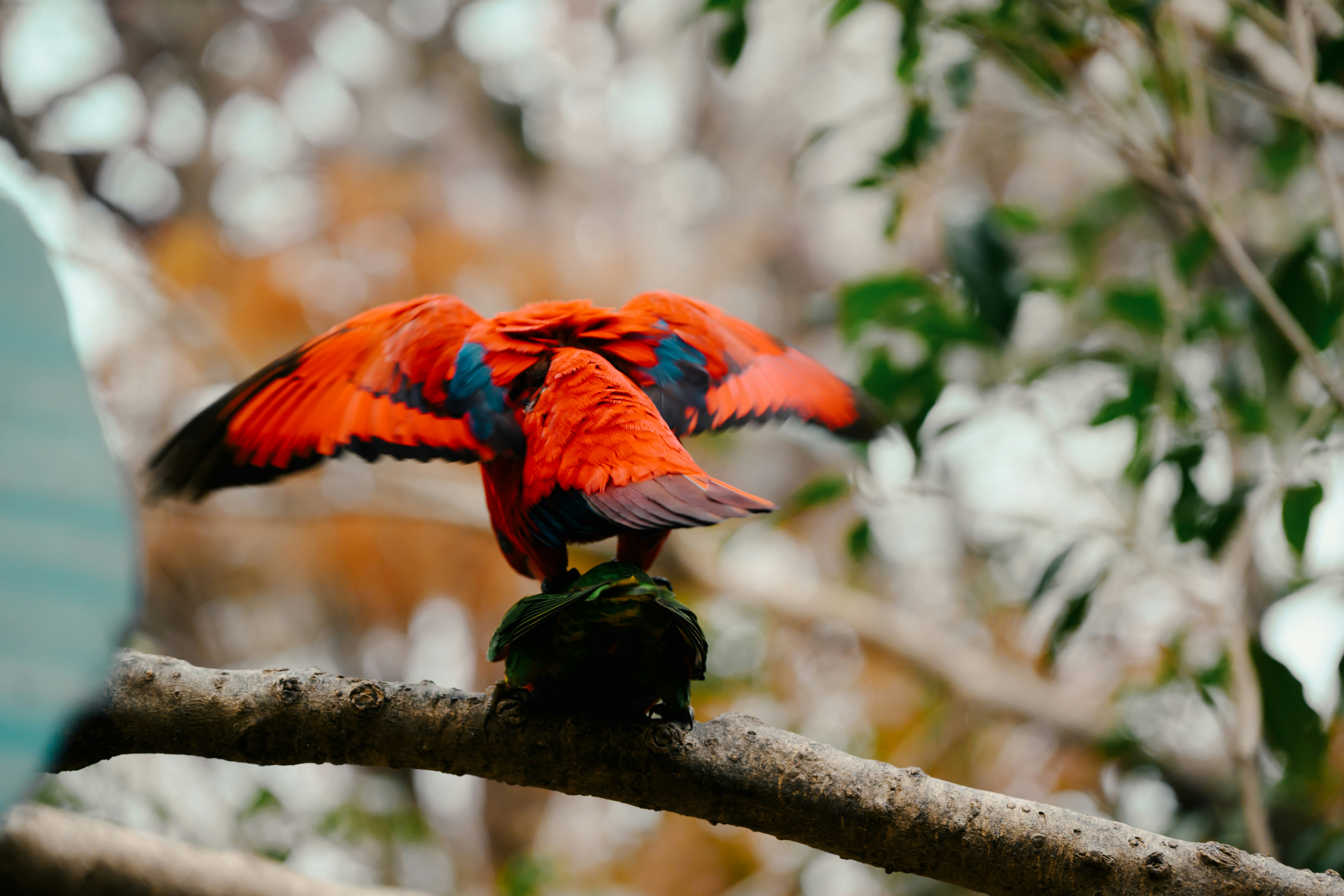 Vibrant Kingfisher in Motion on a Perch