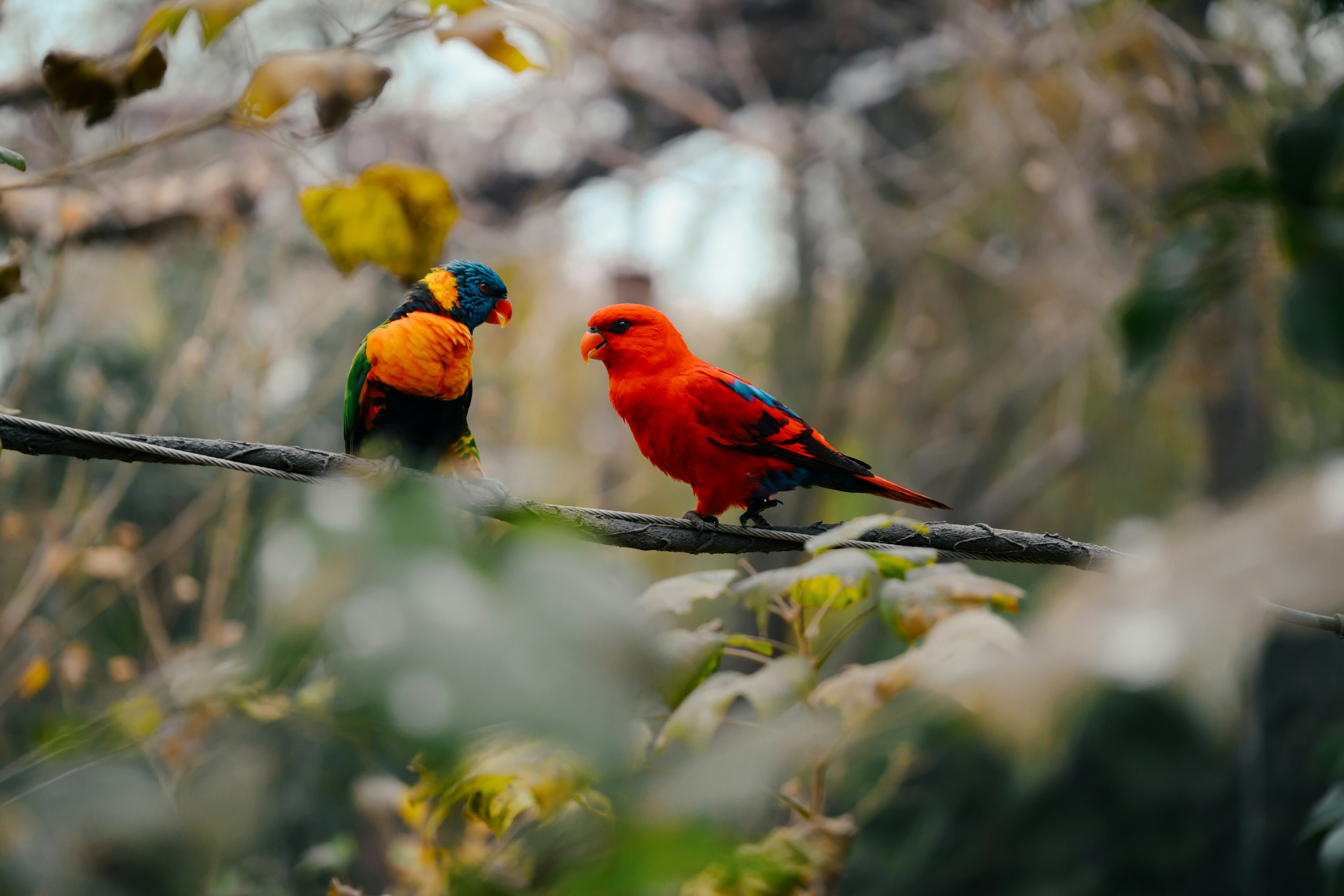 Twin Rufous Talk: Parrots on a Silent Branch