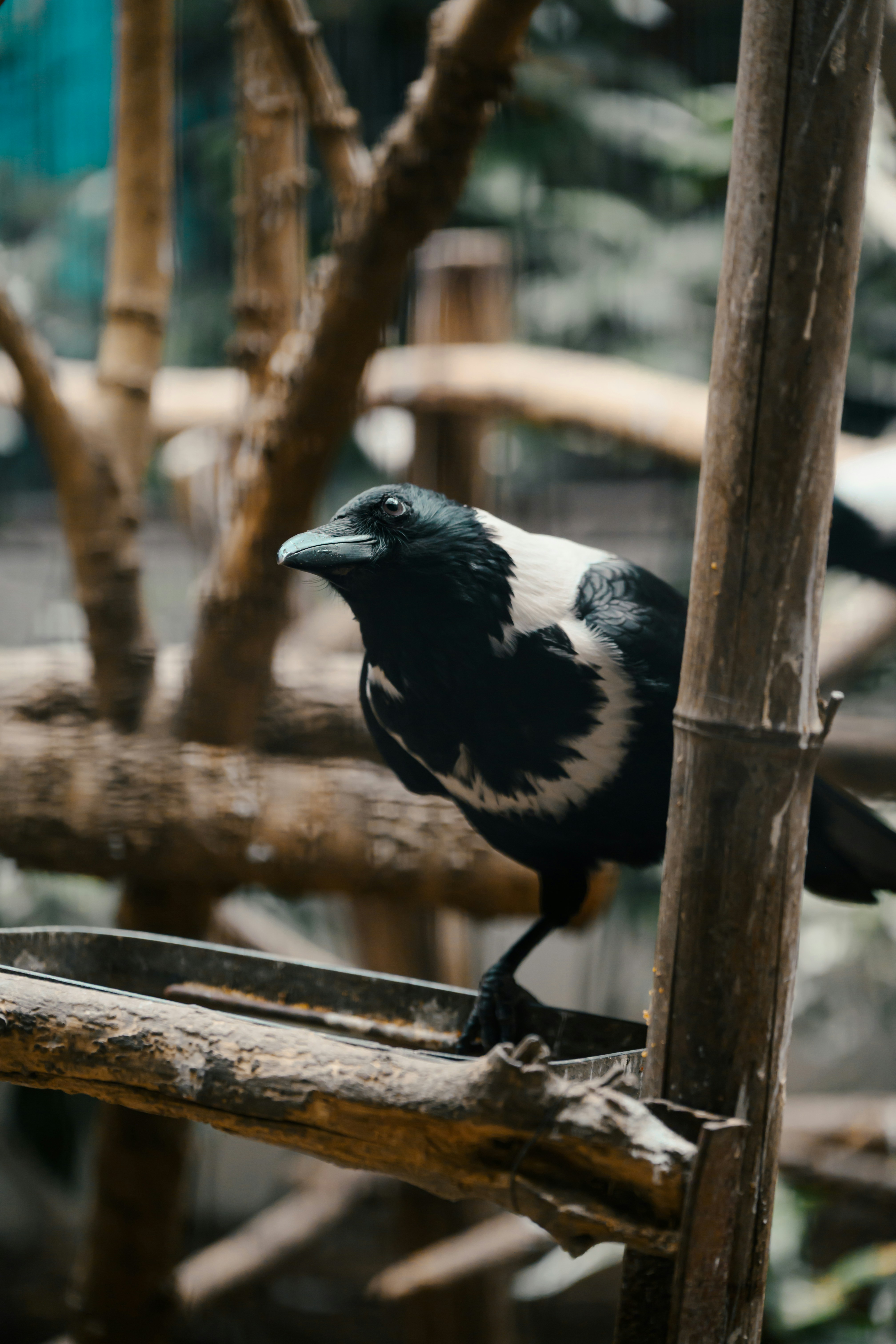 Crow on a Timber Stage: Portrait Amid Wooden Grids