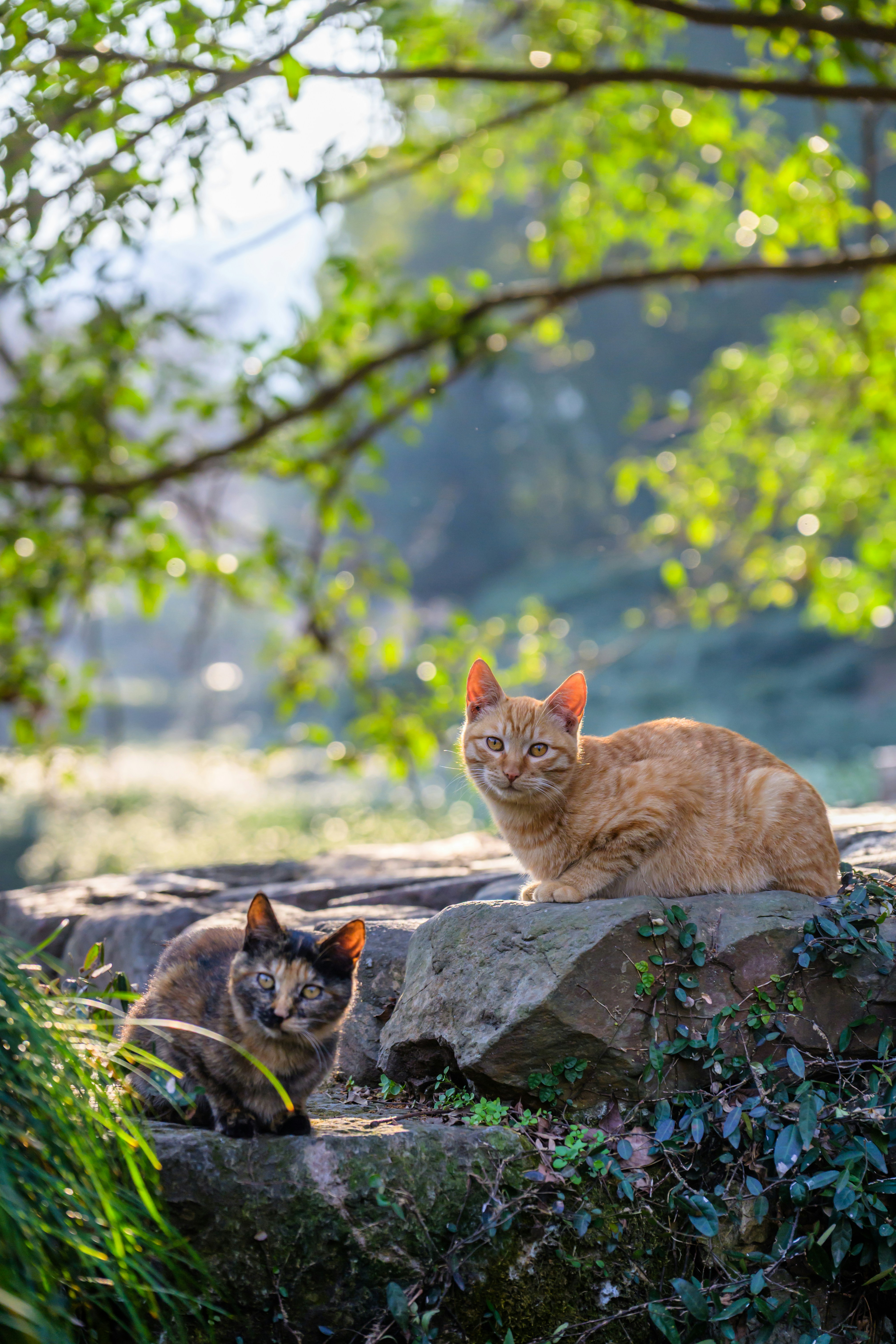 Two Watchful Kittens on a Sunlit rock