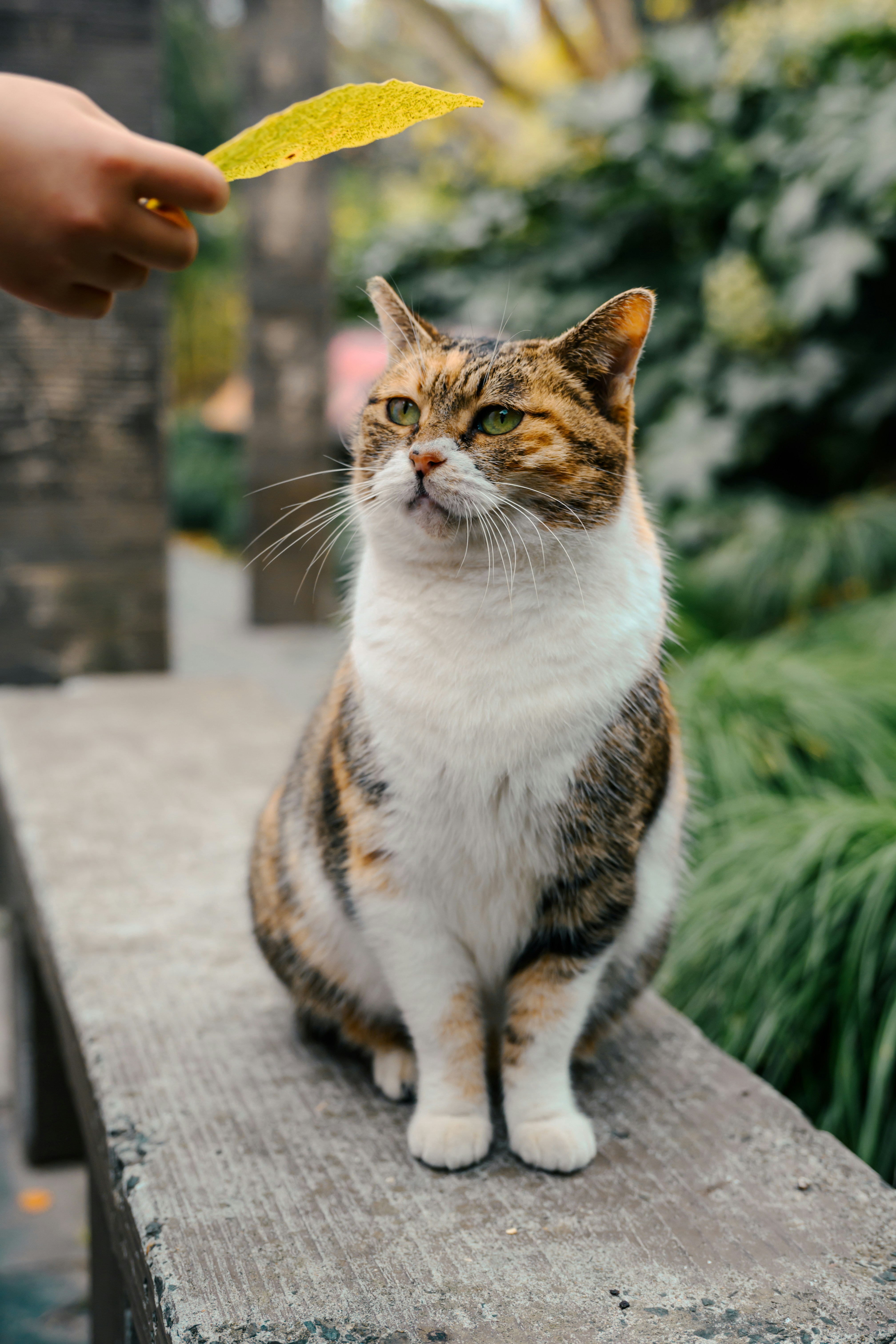 Curious Cat Meets Leaf-wielding Friend
