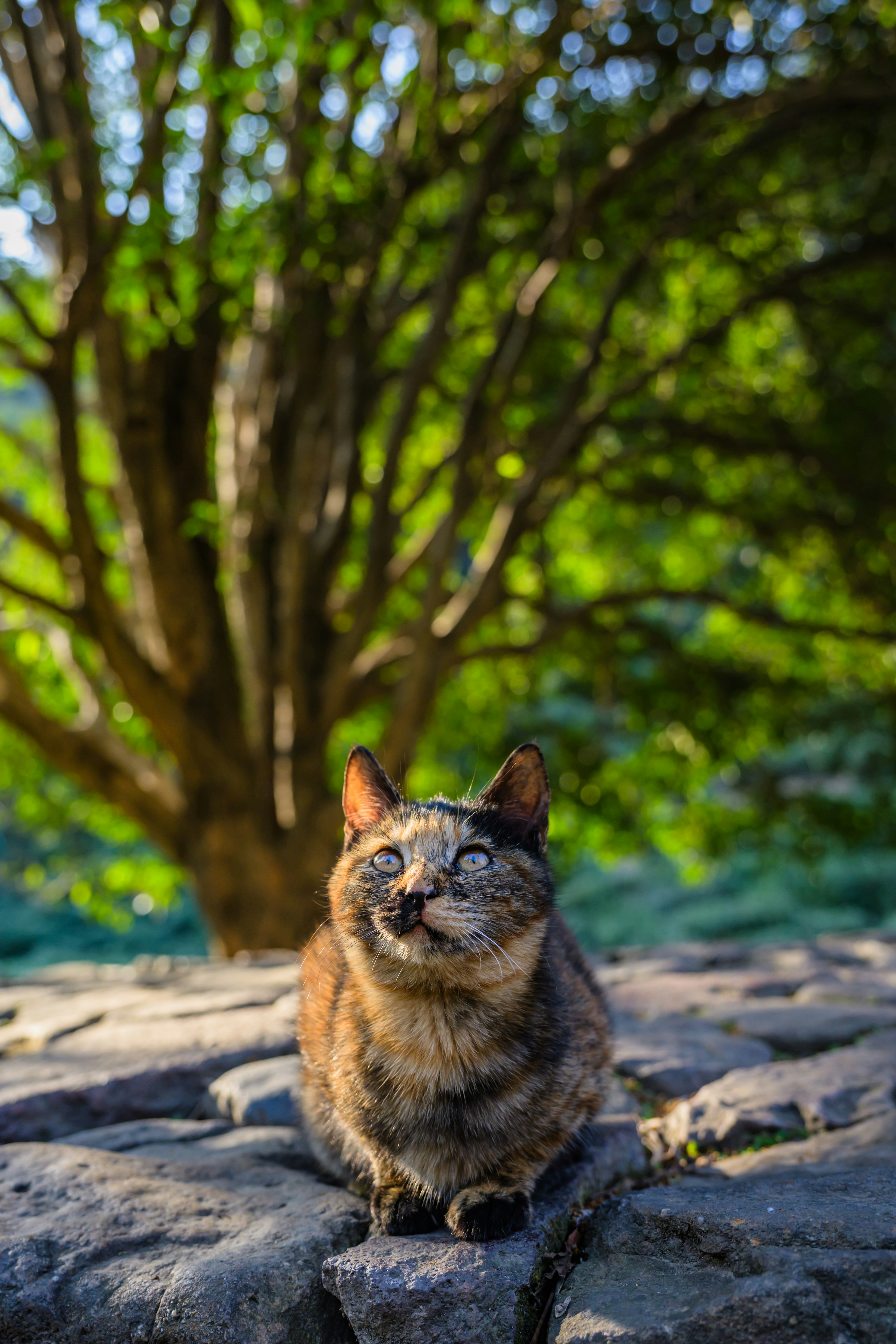Cat on Stone Steps Beneath a Sunlit Canopy