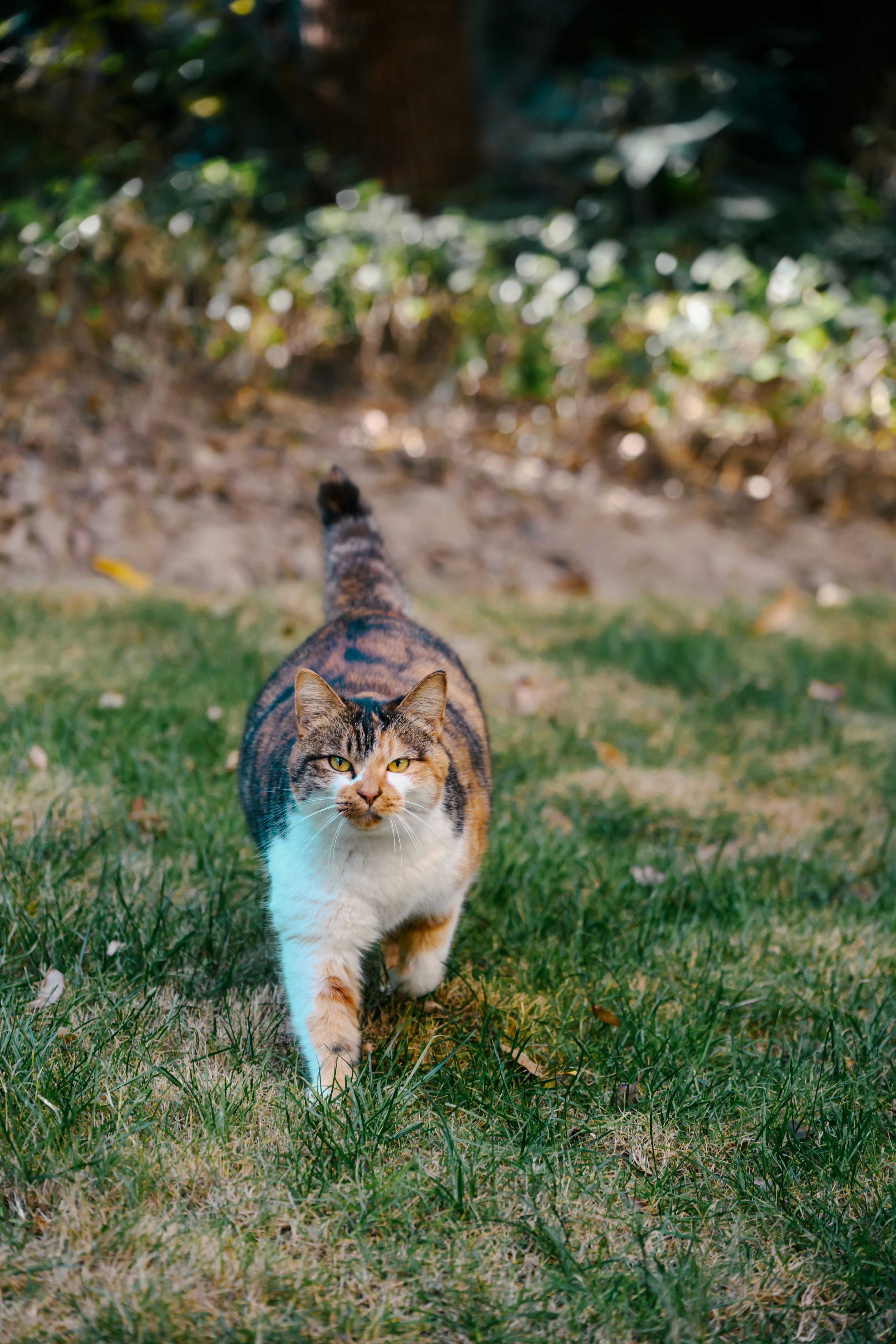 Curious Calico Stroll: A Cat Steps Into the Sunlit Yard