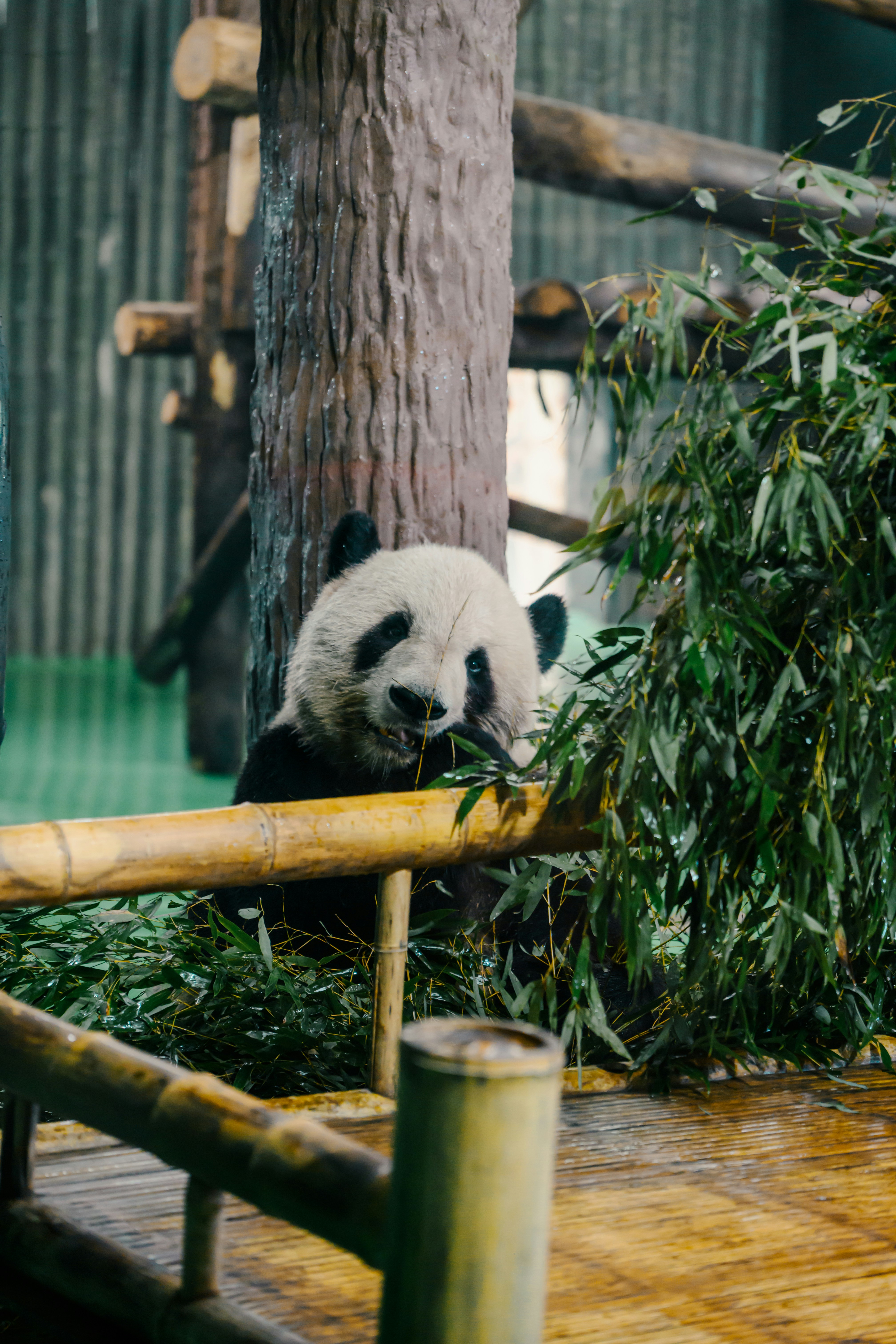 Panda at the Bamboo Barrier