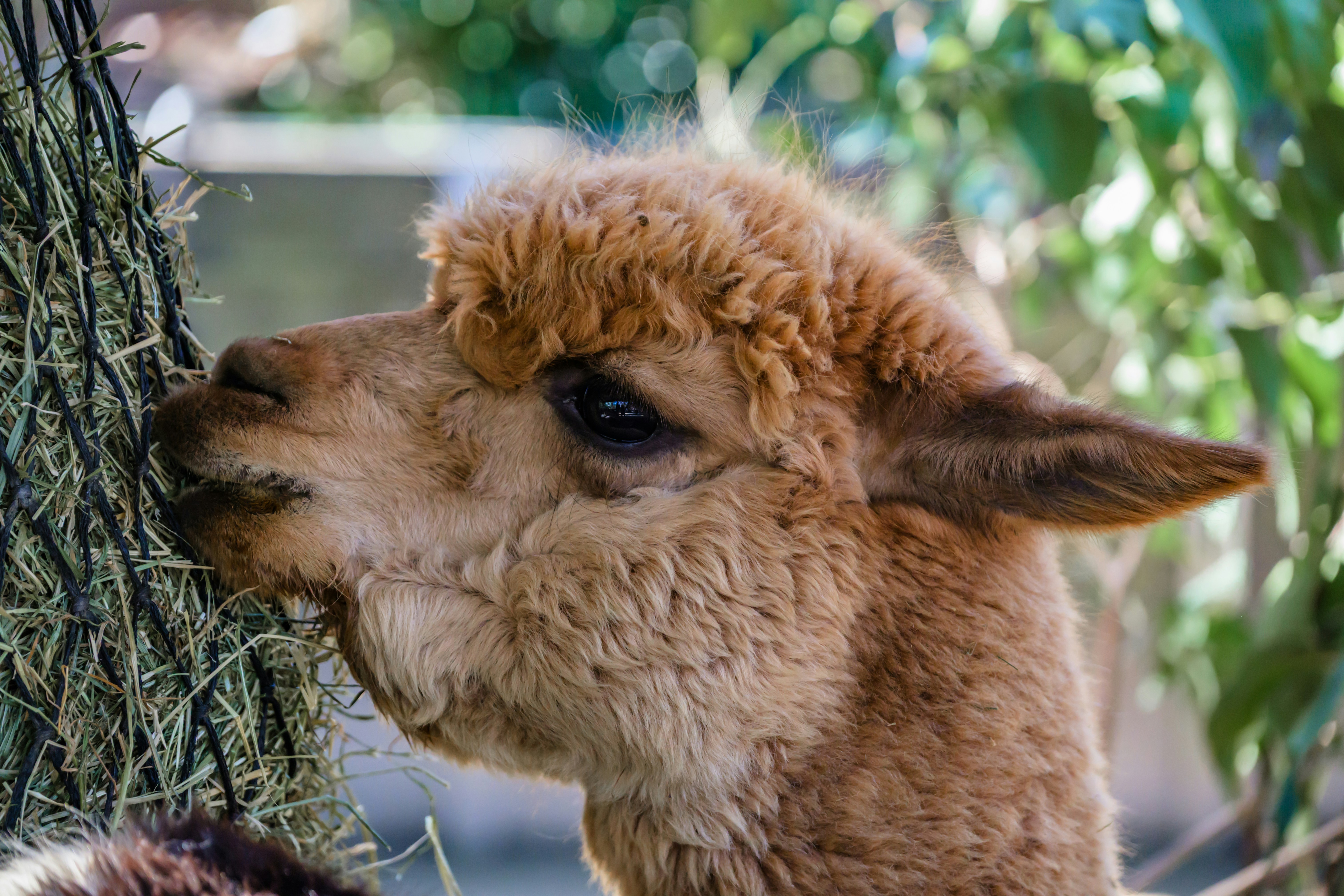 Close-Up of a Gentle Alpaca Nibbling at Hay