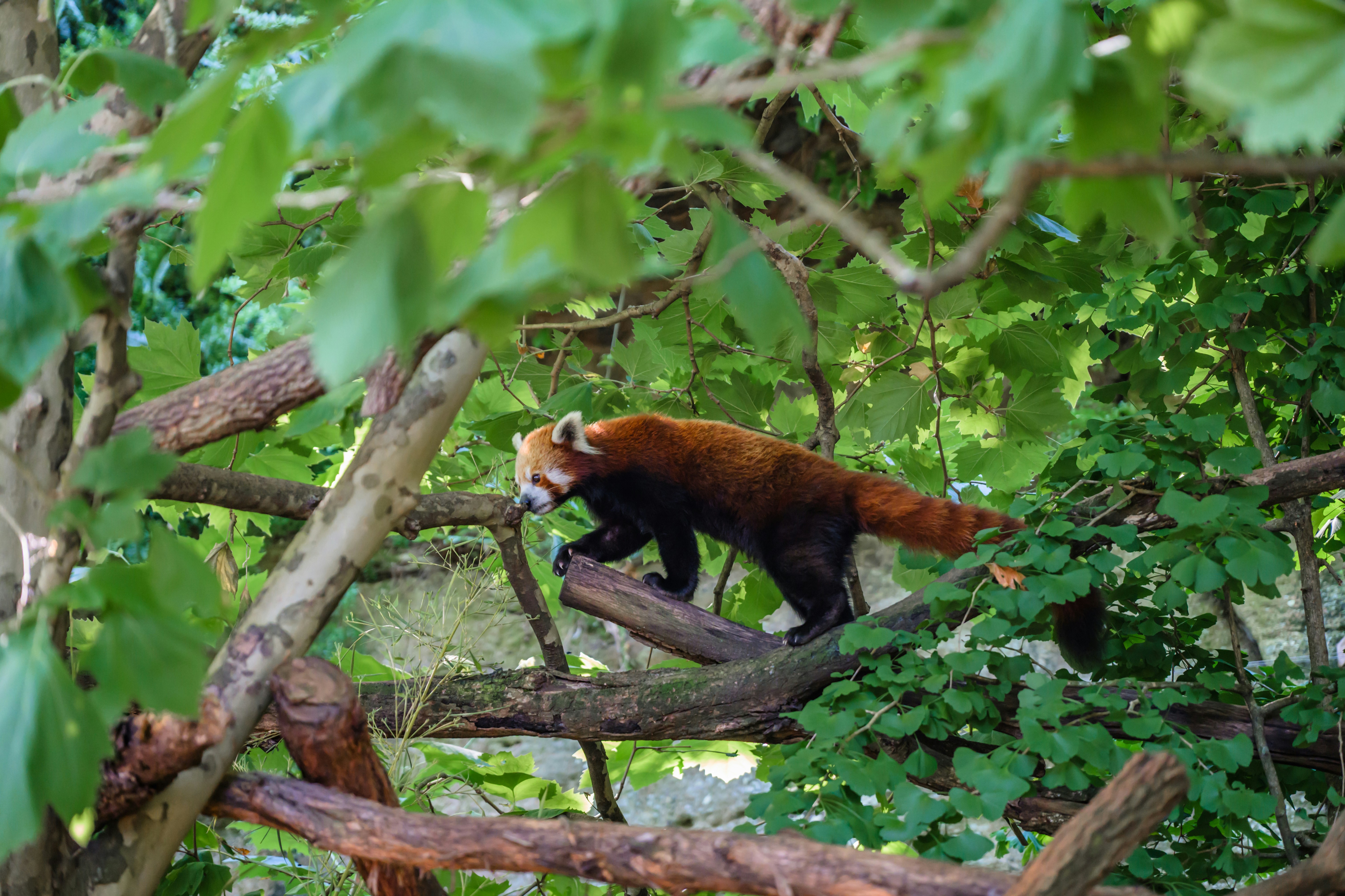 Red Panda Traverses a Tangle of Fallen Branches Amid Lush Greenery