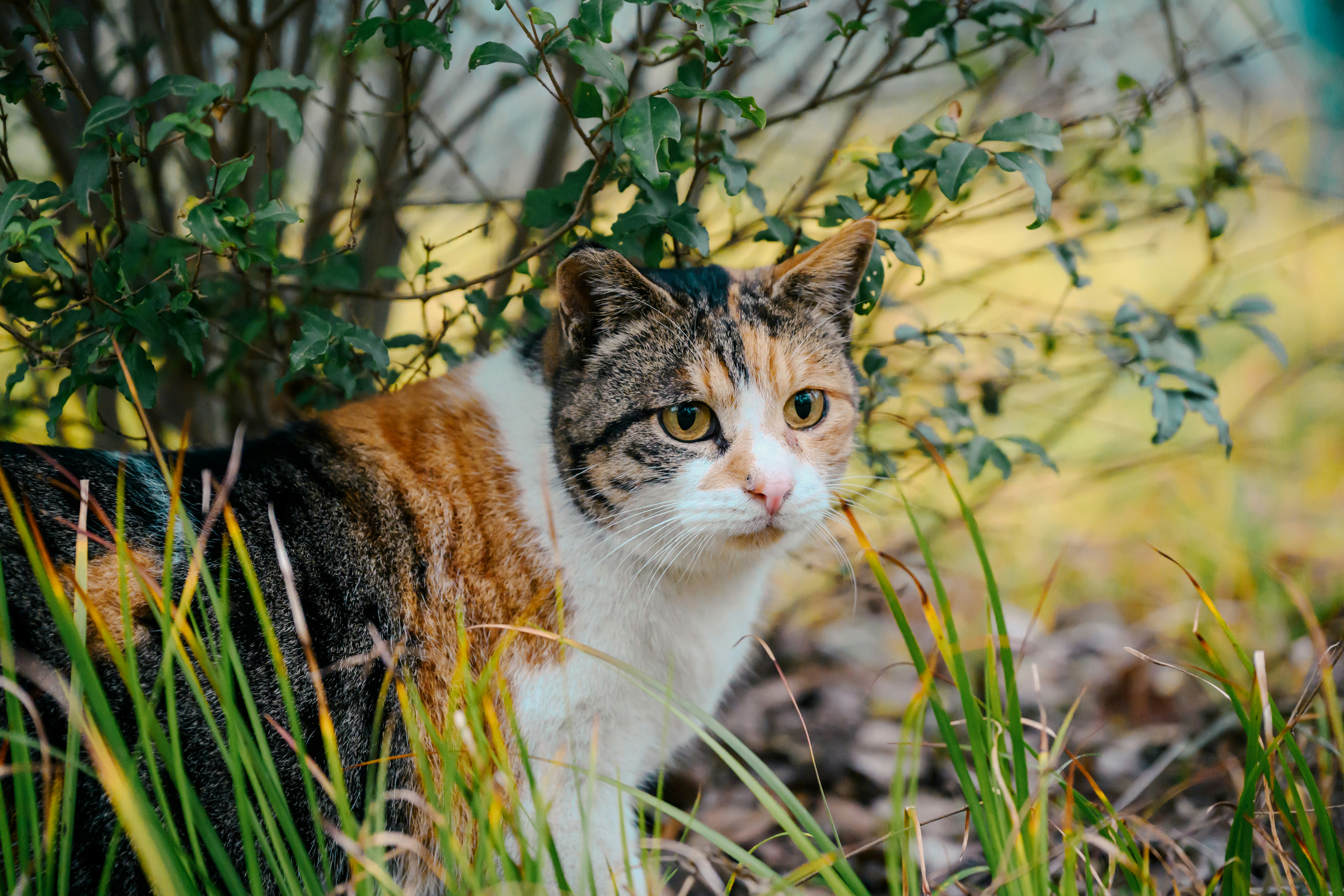 Hidden in the Grass: A Calico Observer