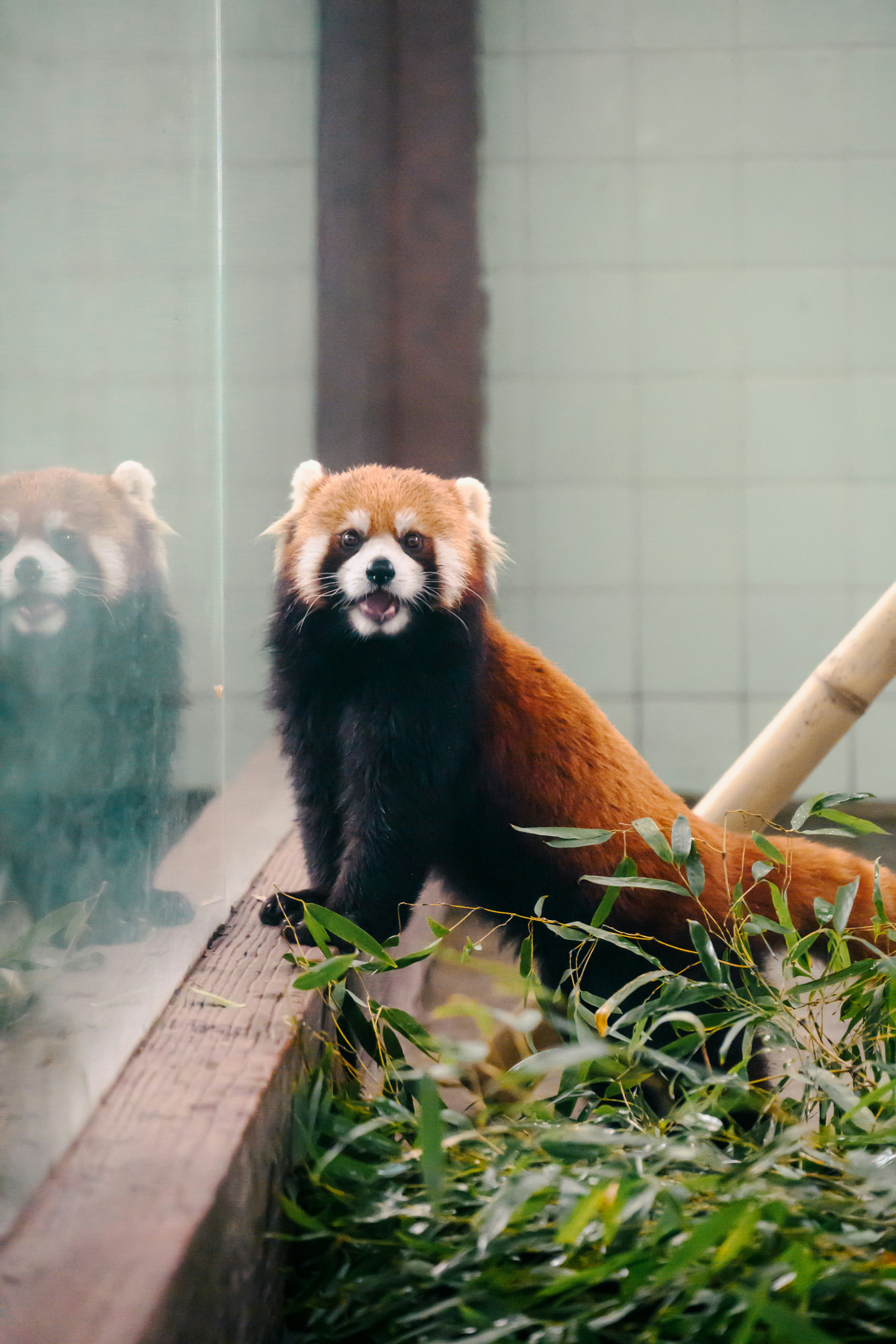 Red Panda on the Wooden Rim: A Curious Moment Behind Glass