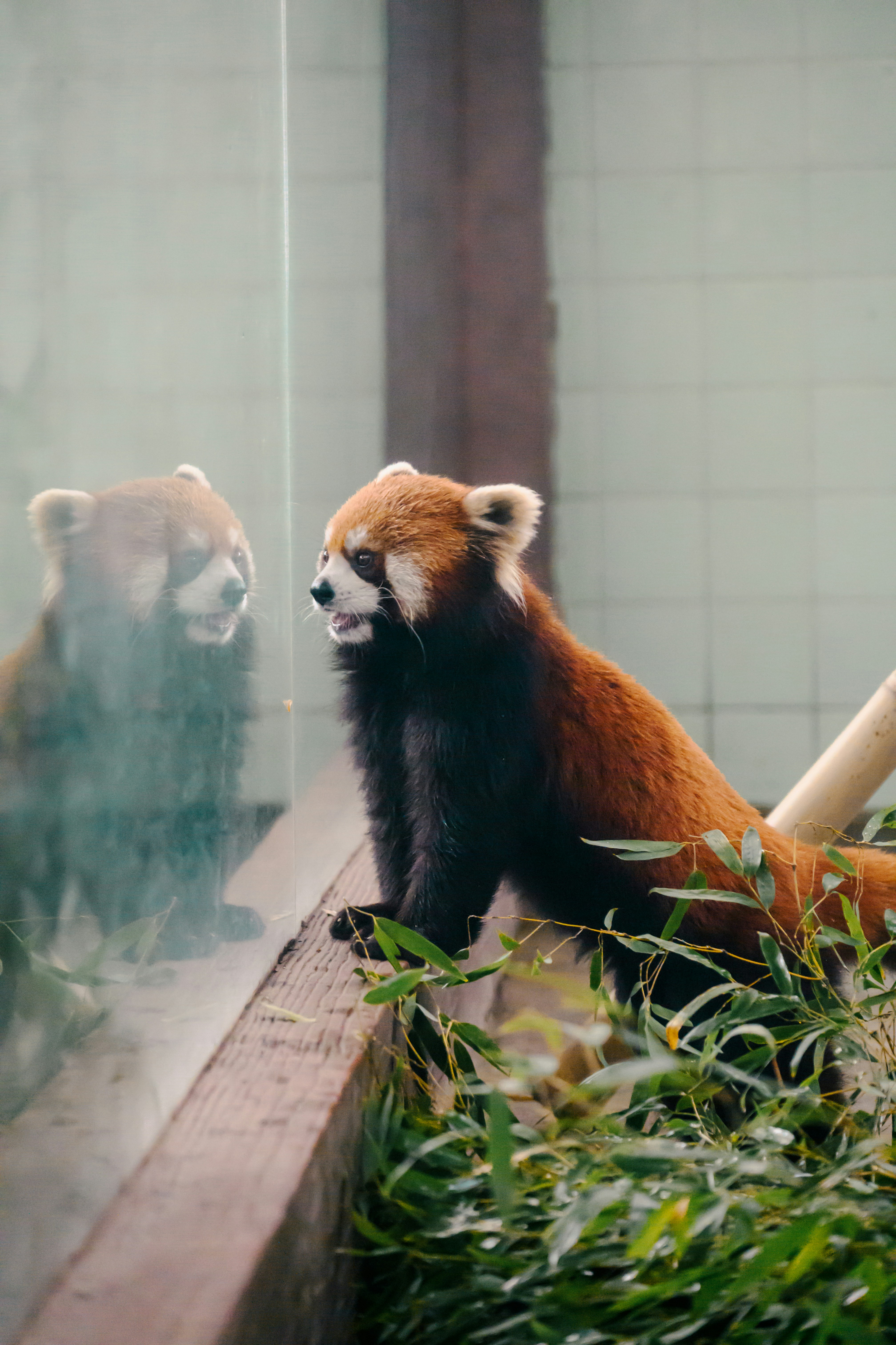 Red Panda Posture: Guarded Gaze Across a Glass Divider