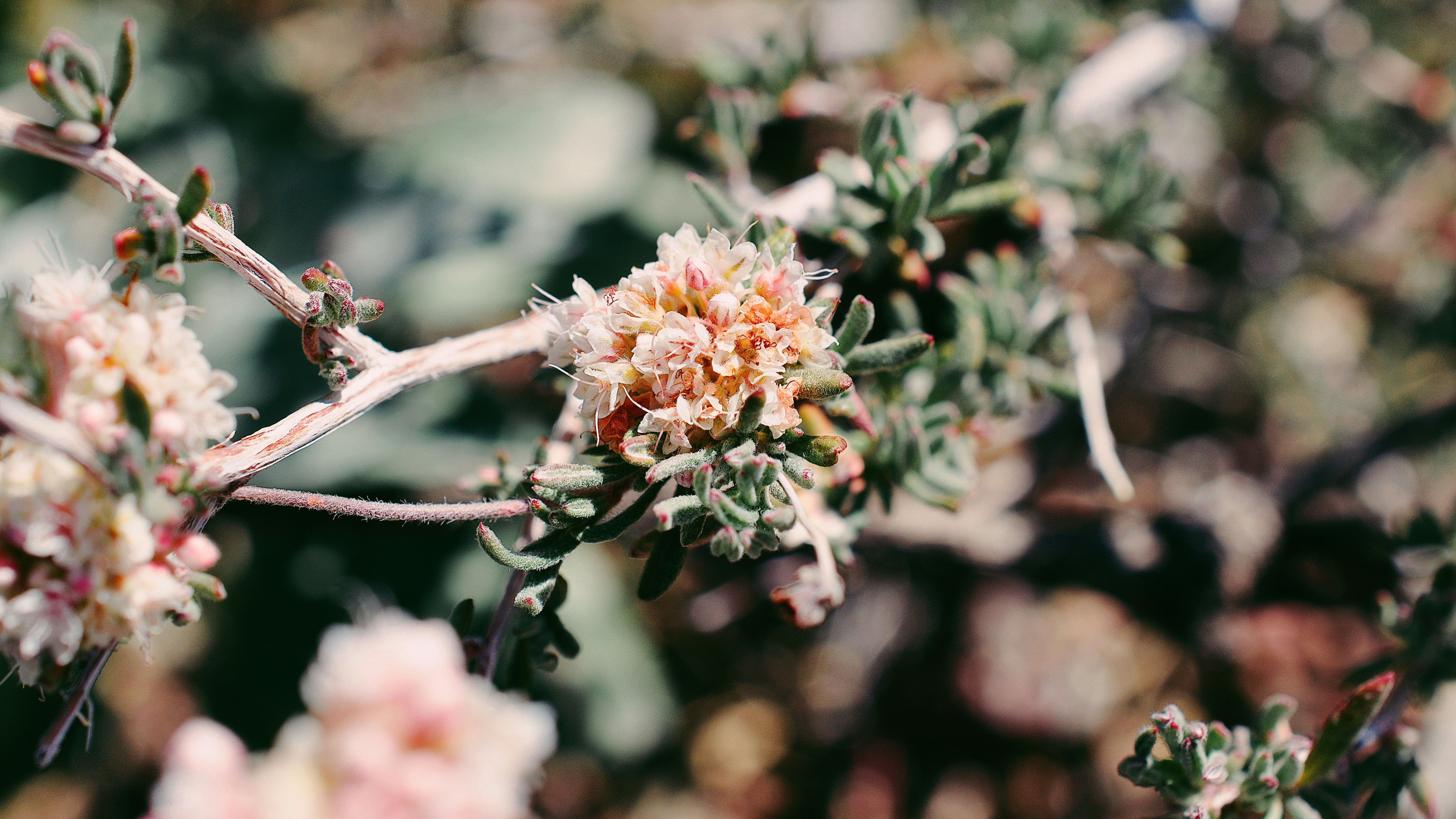 Floral Cluster in Soft Focus: A Close-Up at Dappled Garden Light