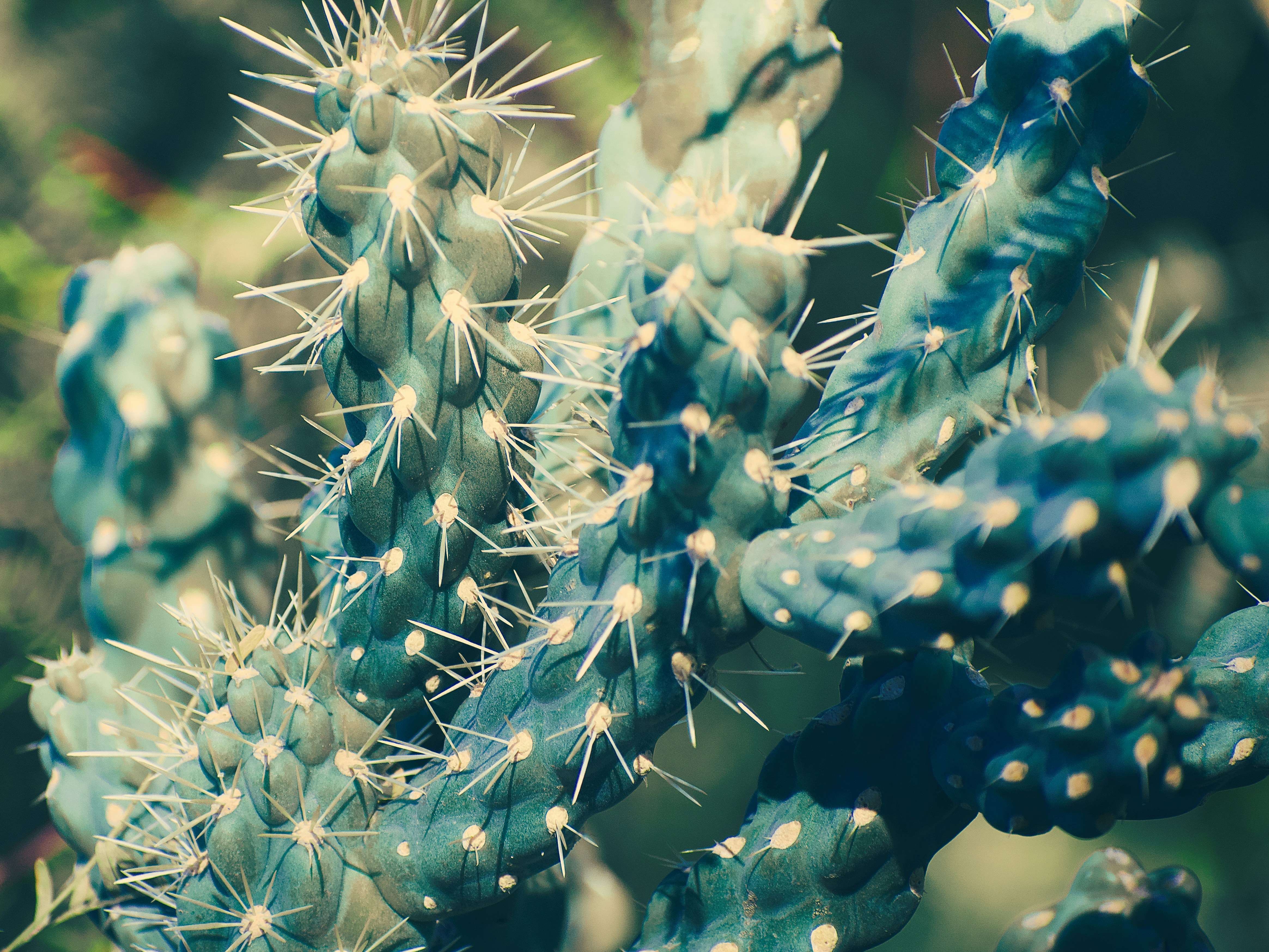 Prickly Blue: Close Encounter with Spiny Succulents