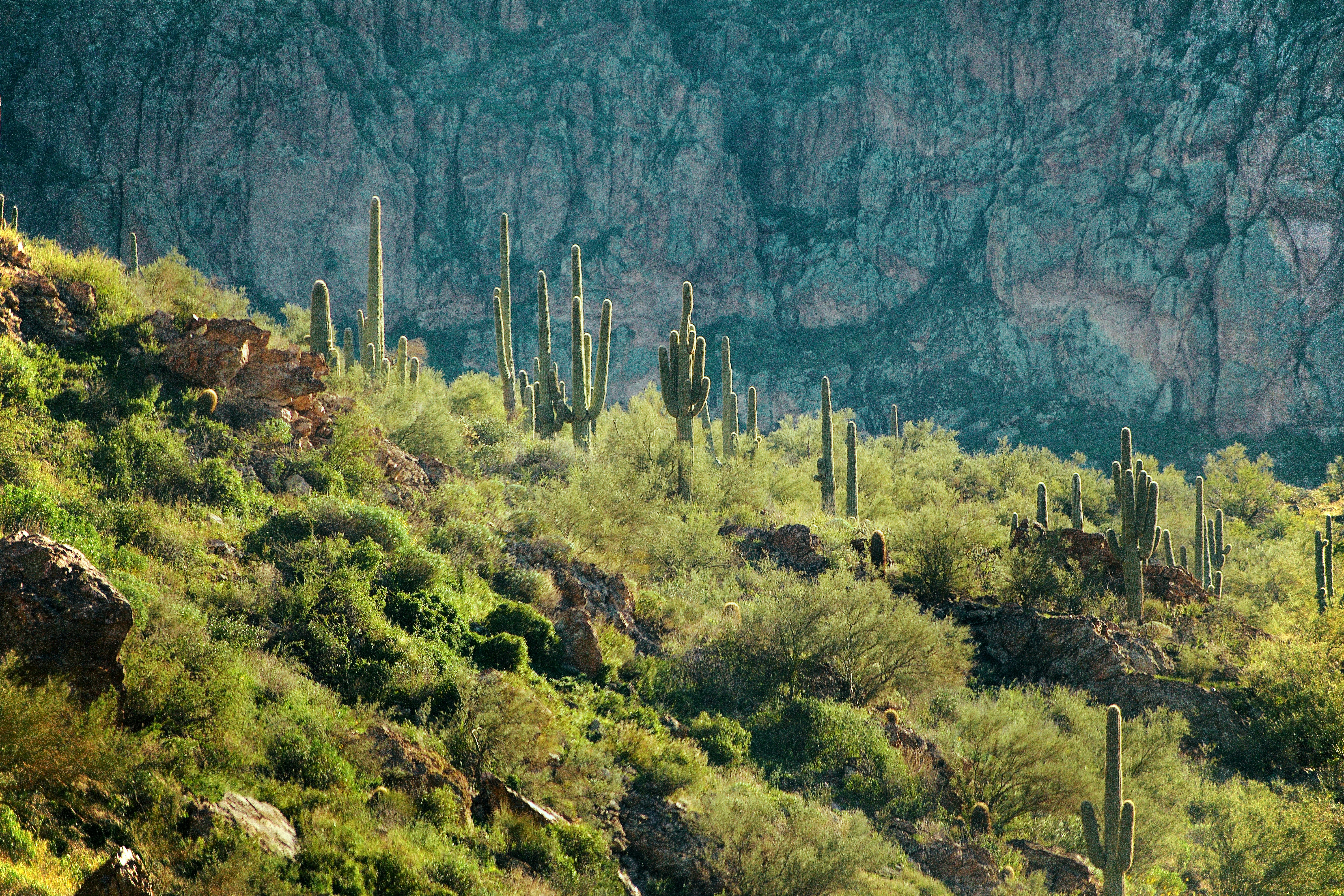 Cacti silhouettes ascend a sunlit scrubland hillside