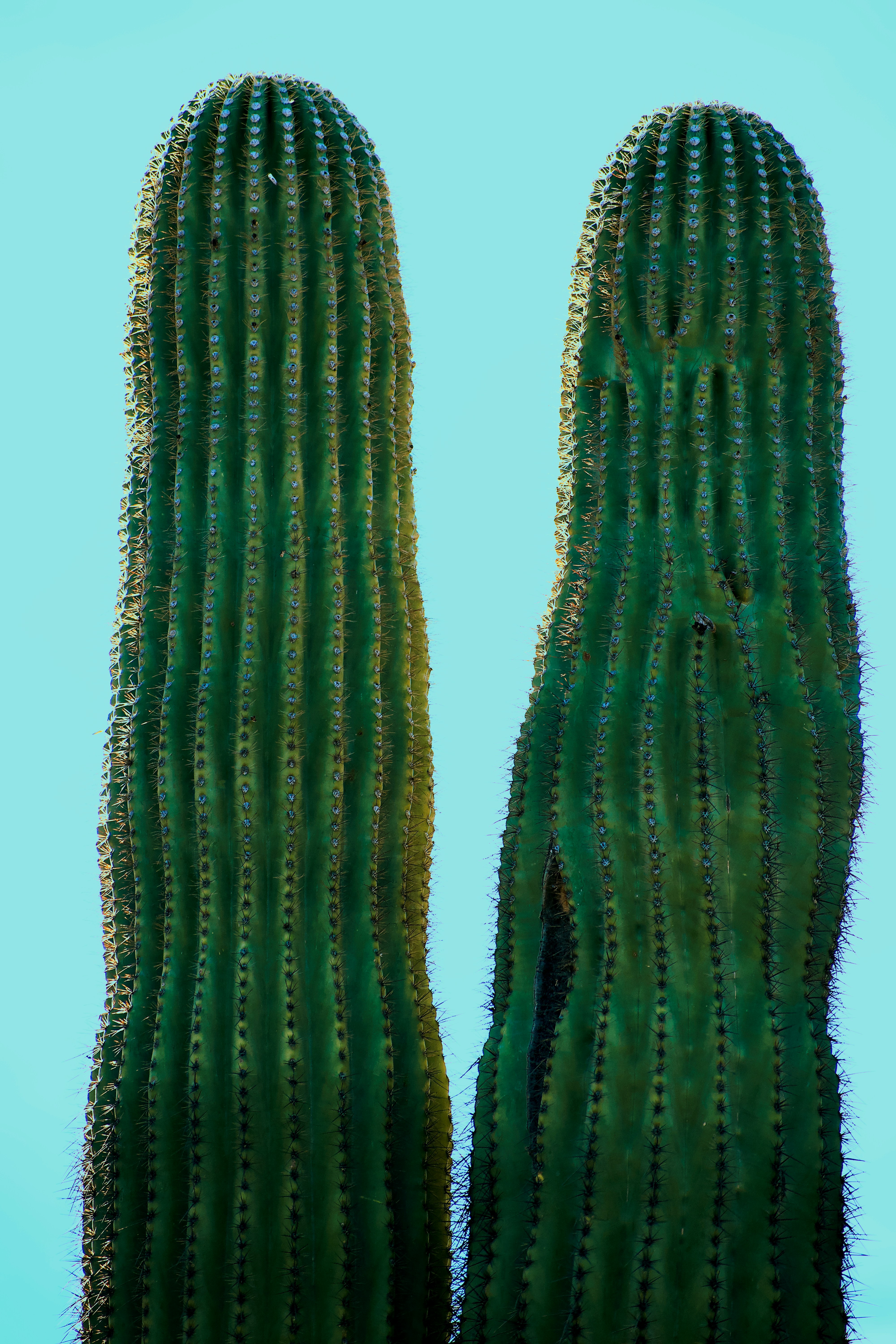 Twin Saguaro Silhouettes Against Electric Cyan