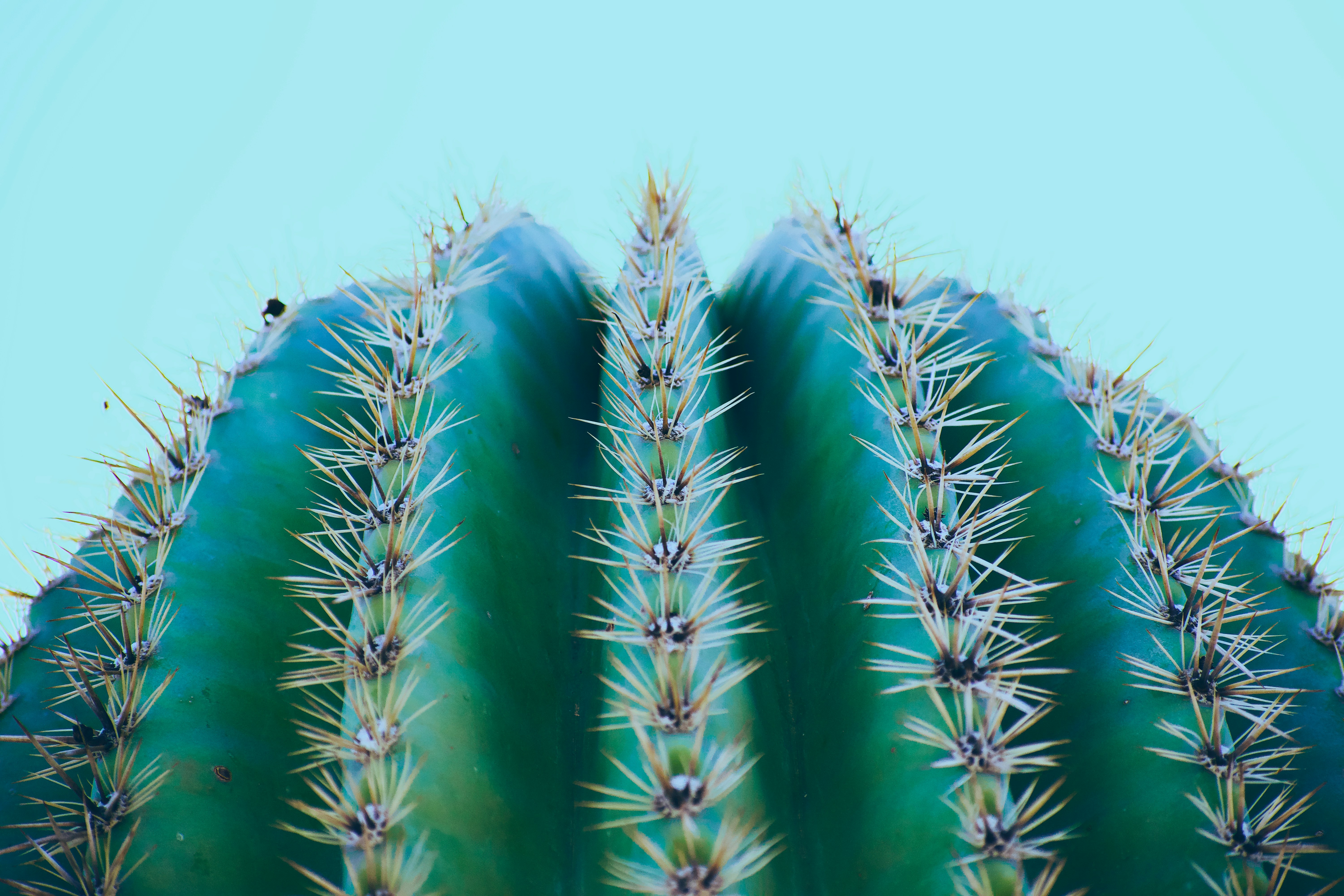 Crested spines: a macro gaze along a barrel cactus
