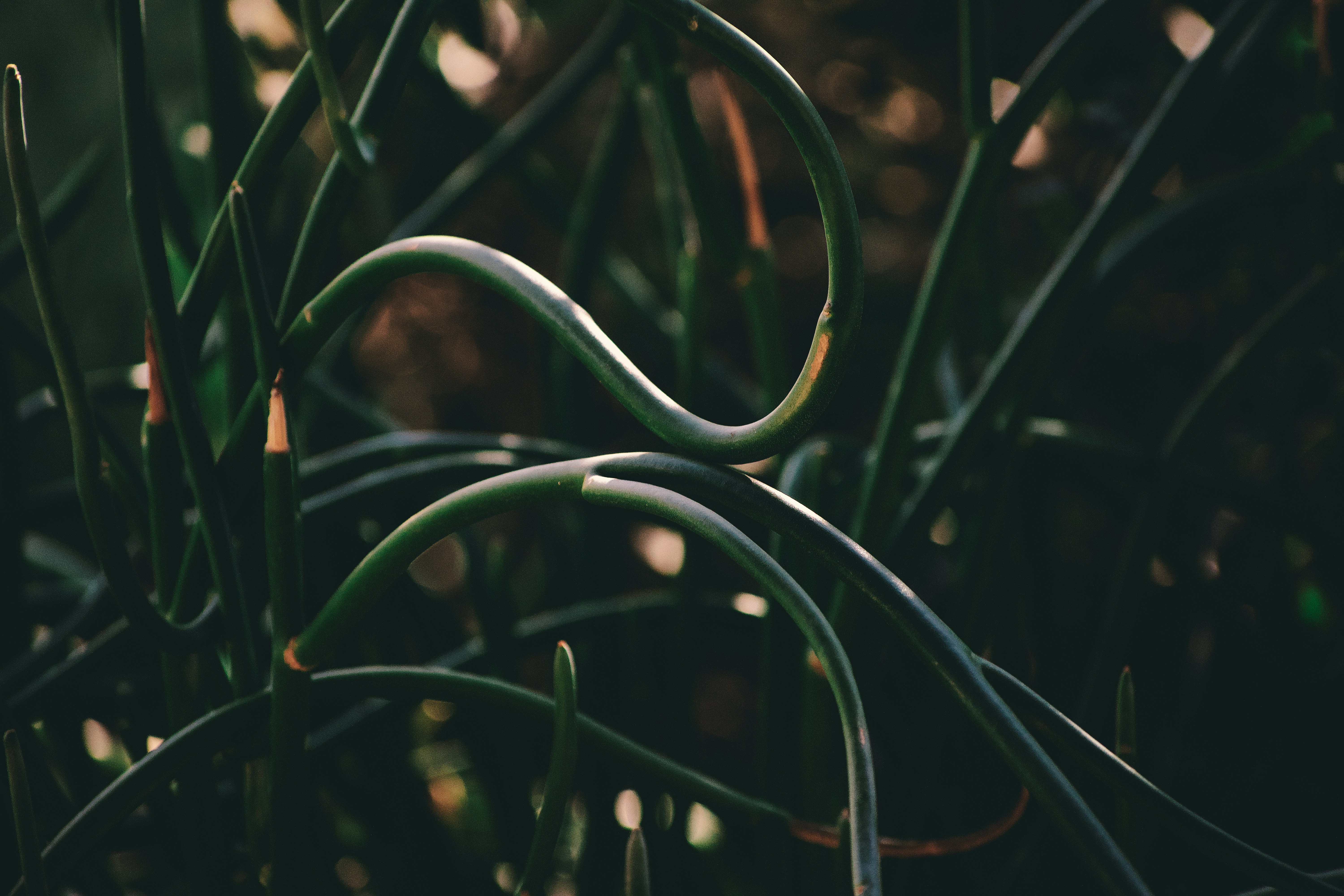 Tangled Noor: A Close-Up of Night-Born Curves in Green