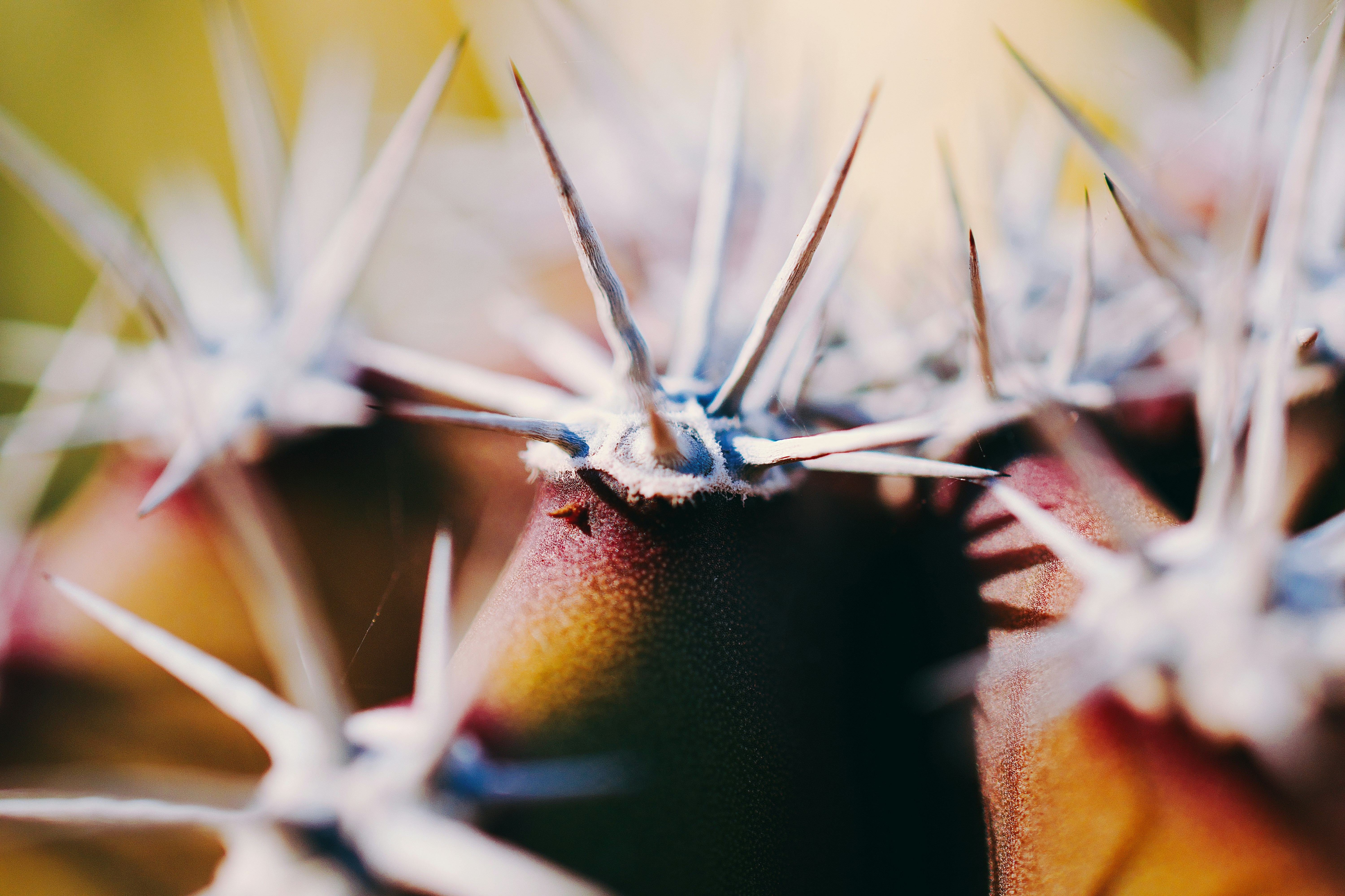 Close-Quill Spines: A Cactus Macro with a Starry Crown