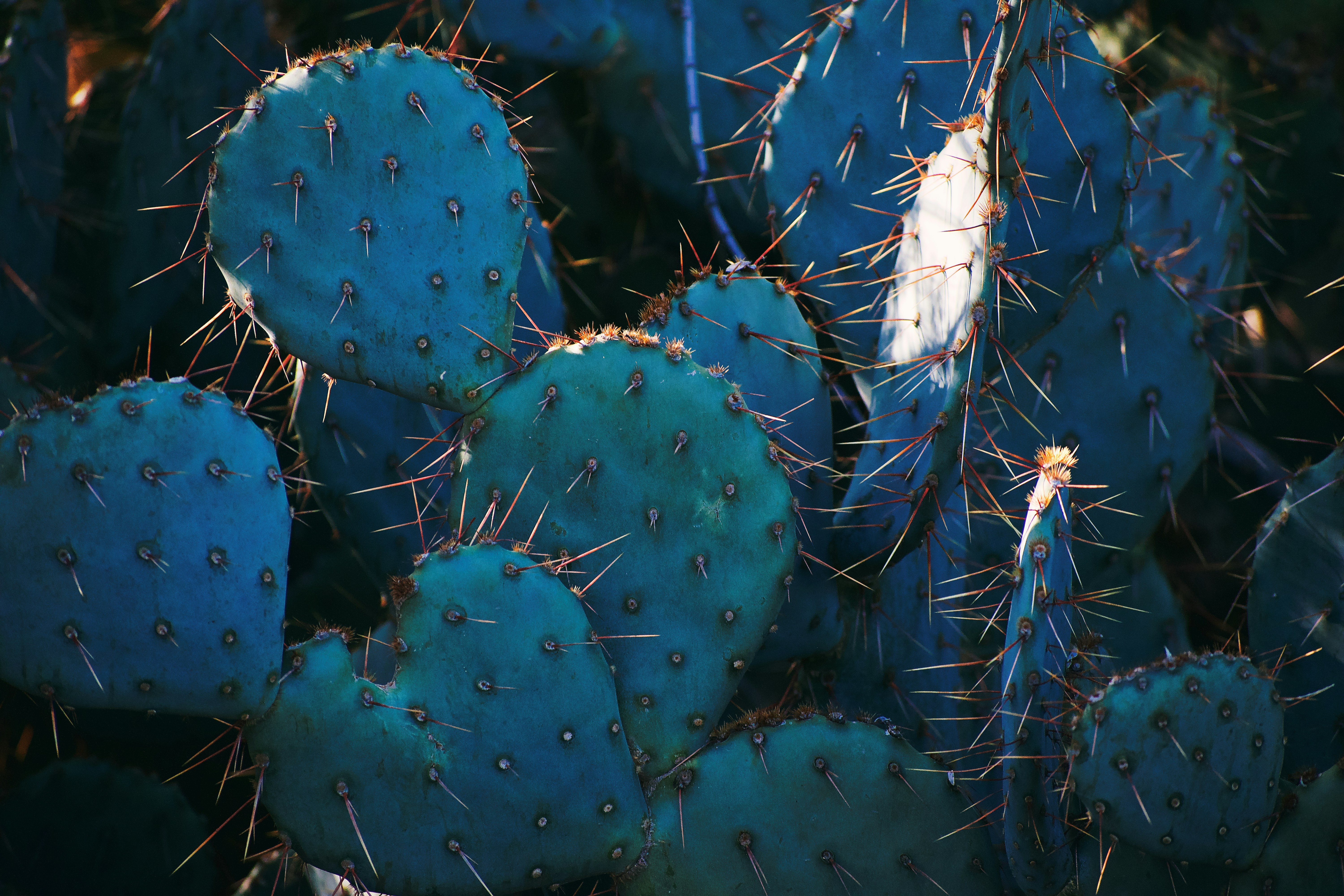 Blue Opuntia Field: Prickly Pear Underside in Sunlit Shadows