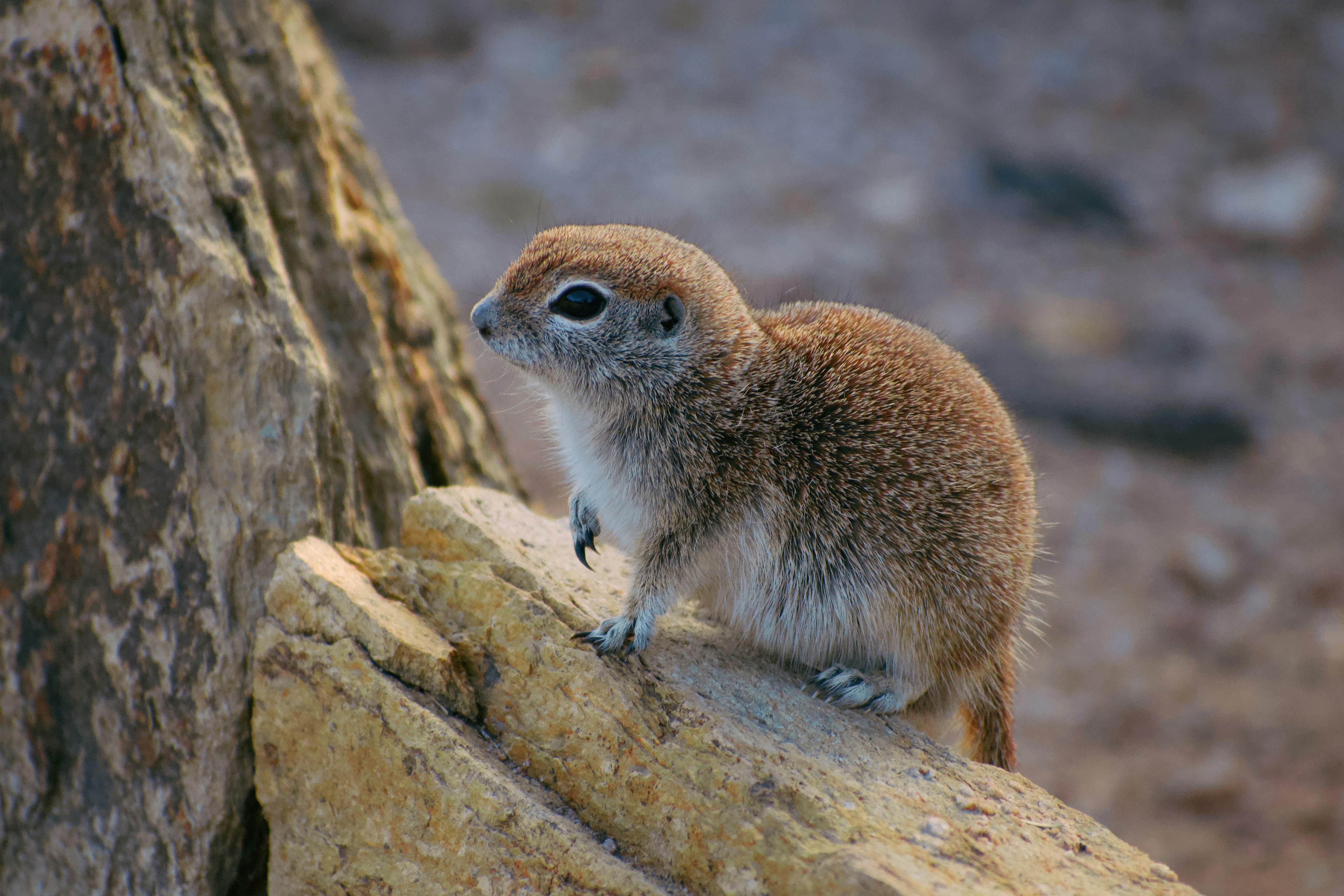Tiny Cliff Dweller: A Ground-Level Spotlight on a Sagebrush Squirrel