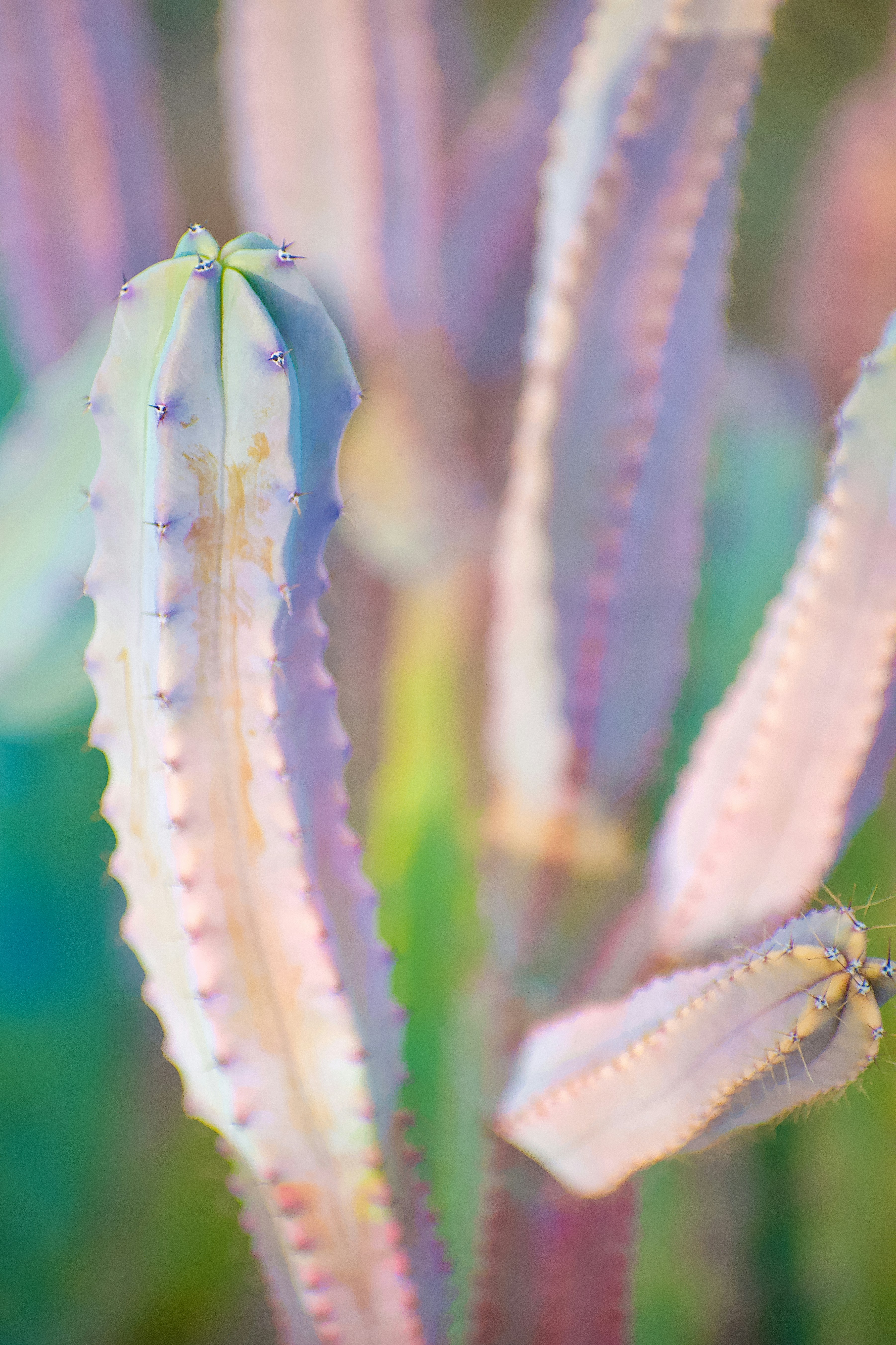 Prismatic Cactus Portrait: Pastel Spires in Soft Focus