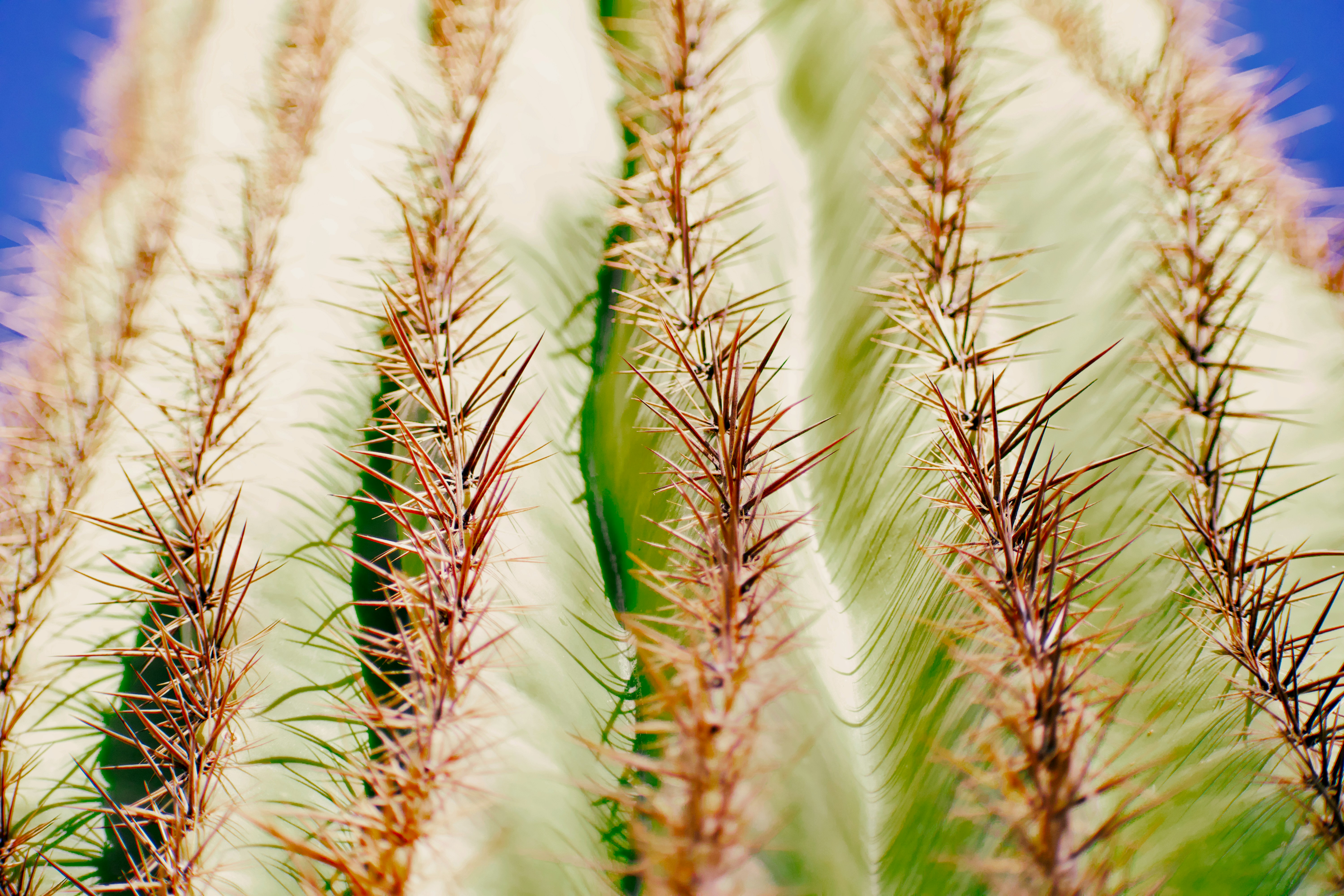 Close-up of cactus spines: a sunlit grove of blades