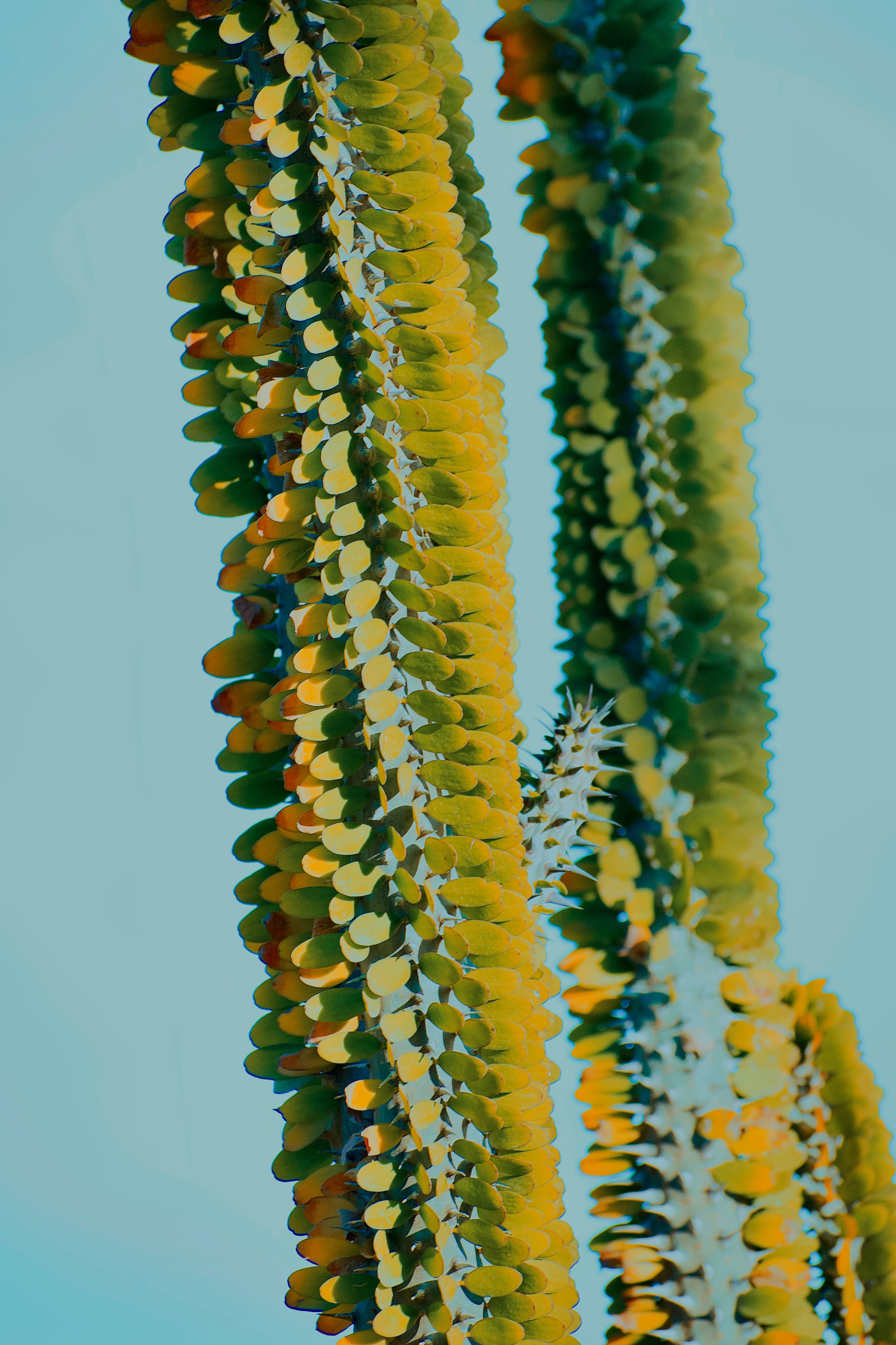 Vertical Botanica: Beaded Ferns Reaching for a Cyan Sky