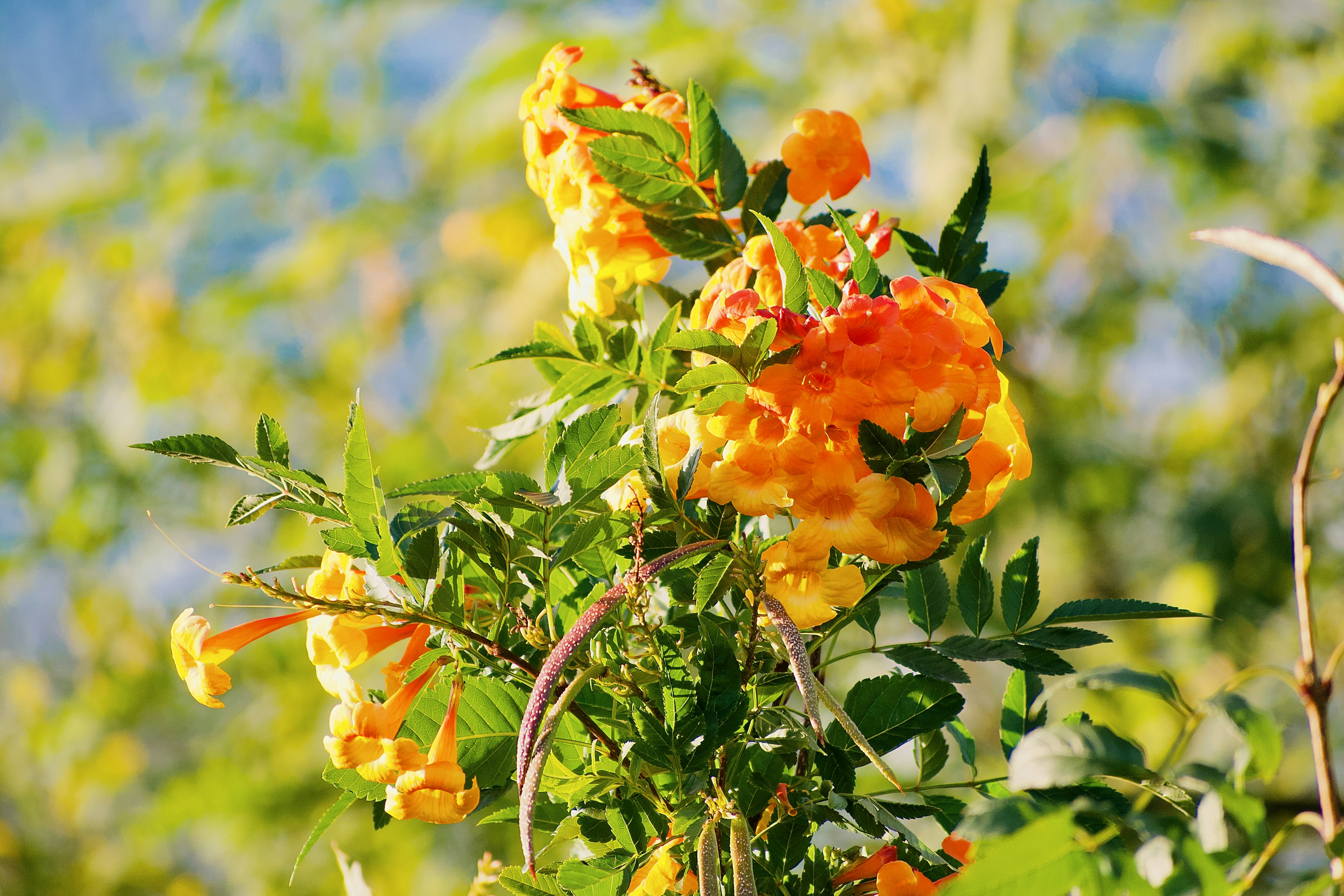 Orange trumpet blossoms in sunlit garden