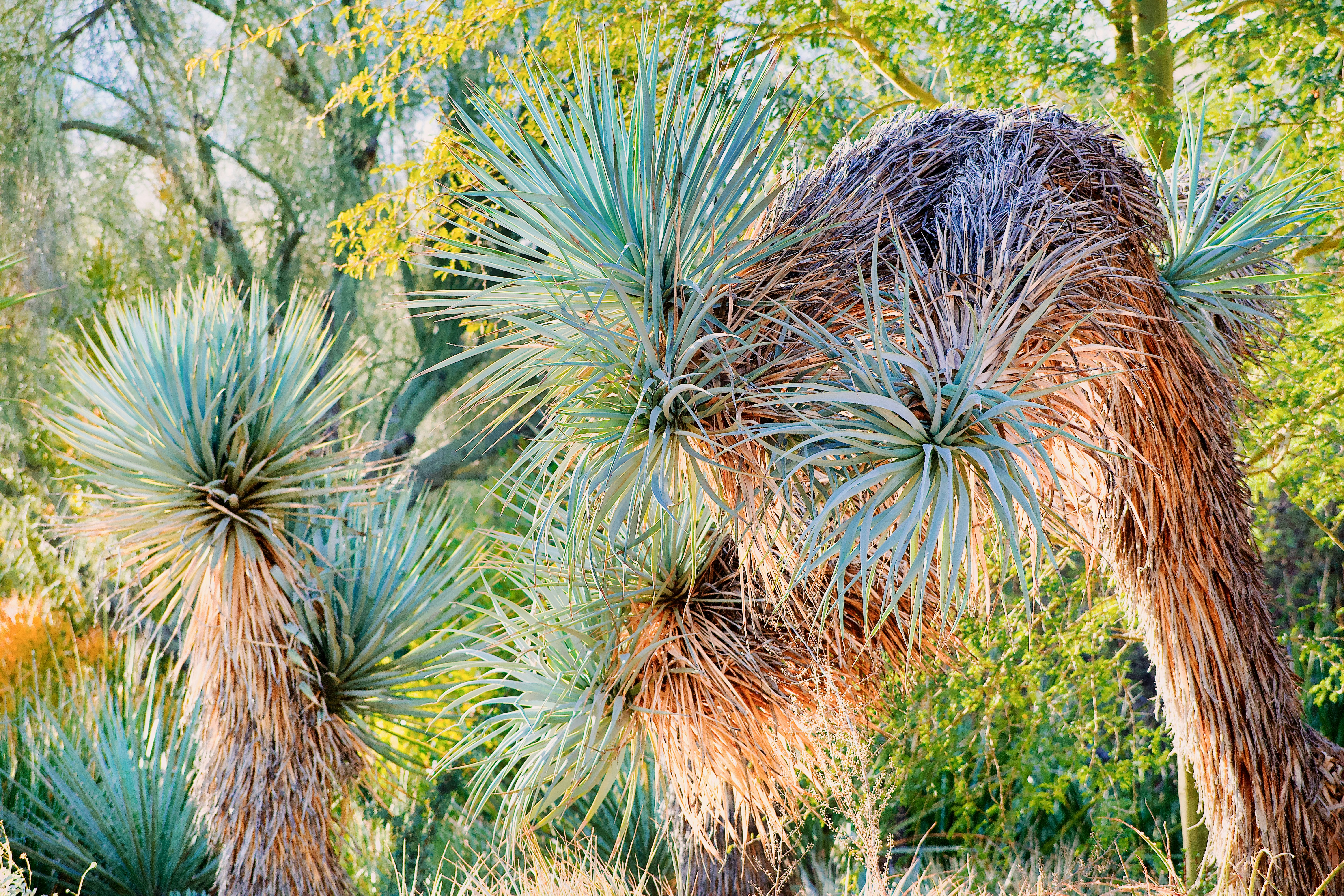 Desert Grasses in Bloom: A Surreal Spine of Yucca-like Flora