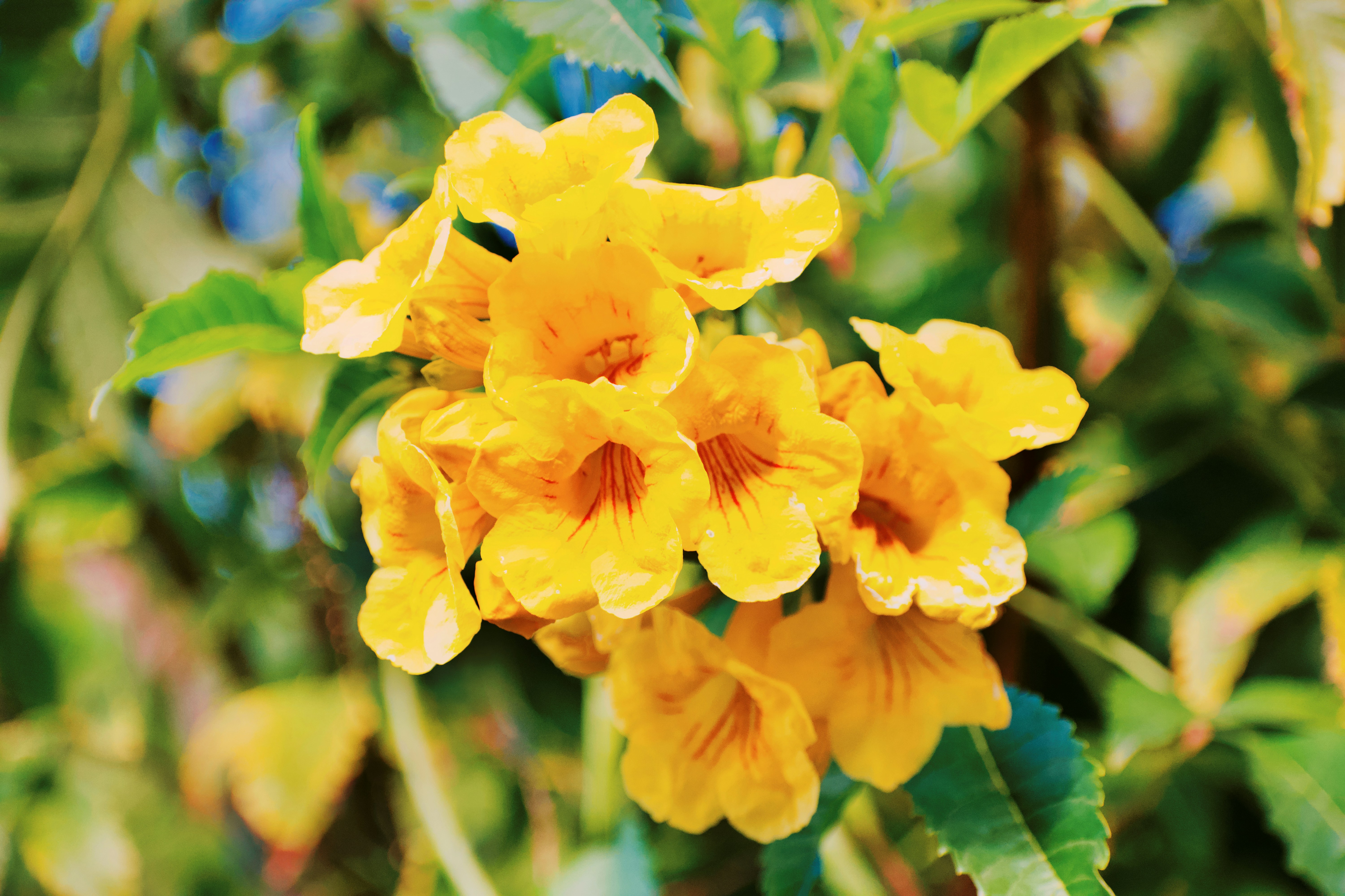 Golden bloom cluster in sunlit garden