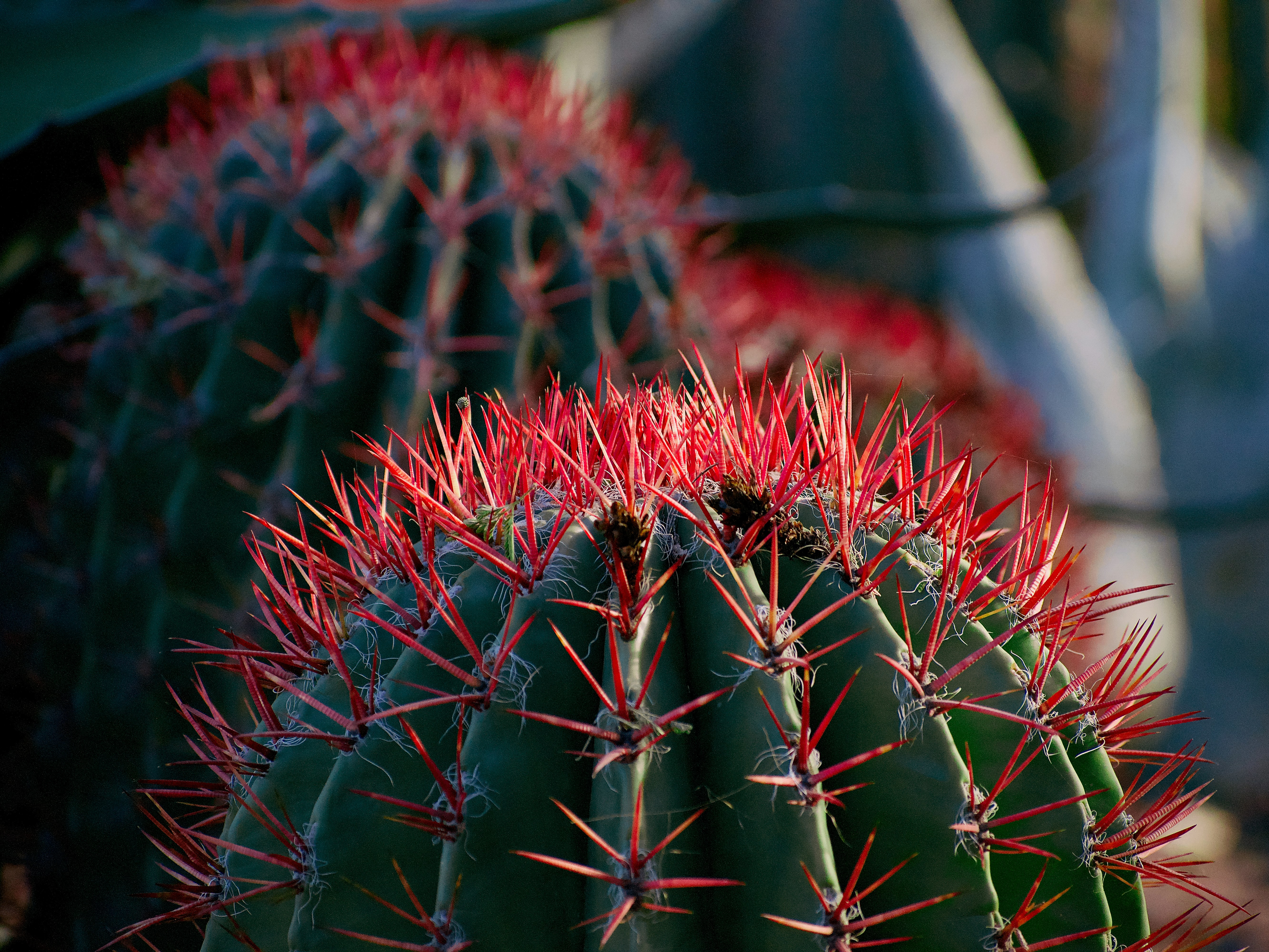 Red Spire: Close-Up of Cactus Spines in Morning Light