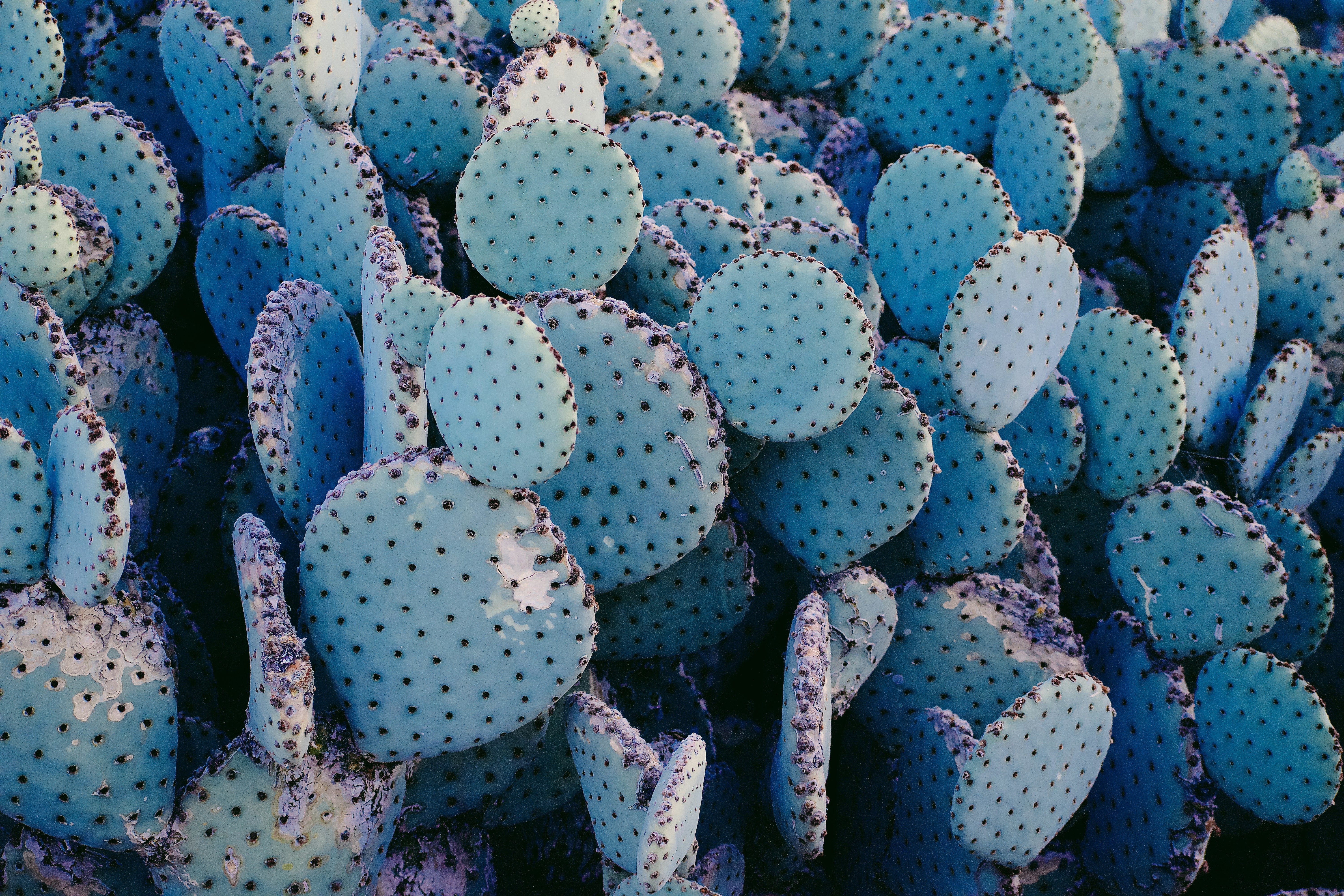 Blue-tinged Prickly Pear Meadow