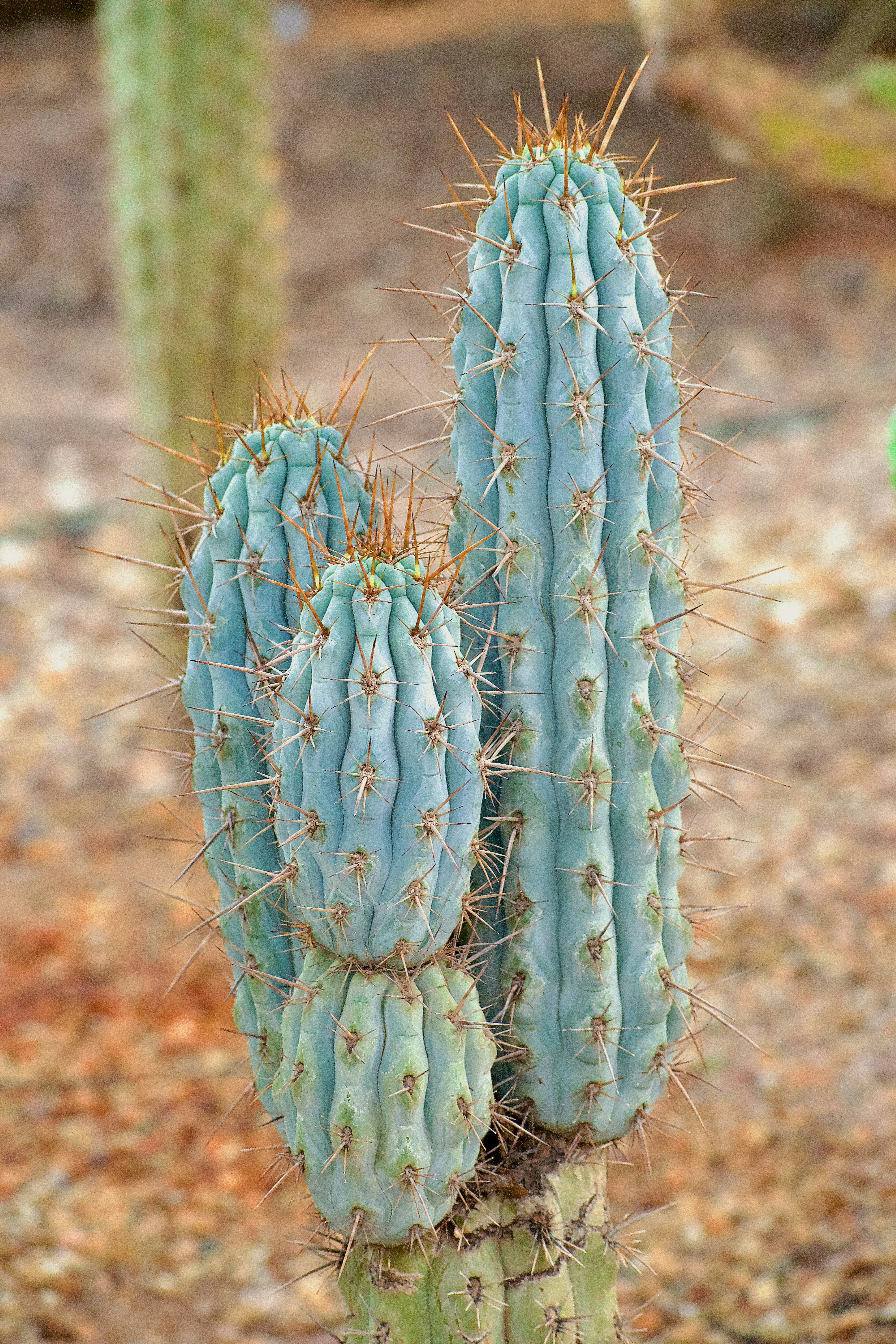 Blue-tinged Cacti in Desert Light: A Tended Twin Bloom