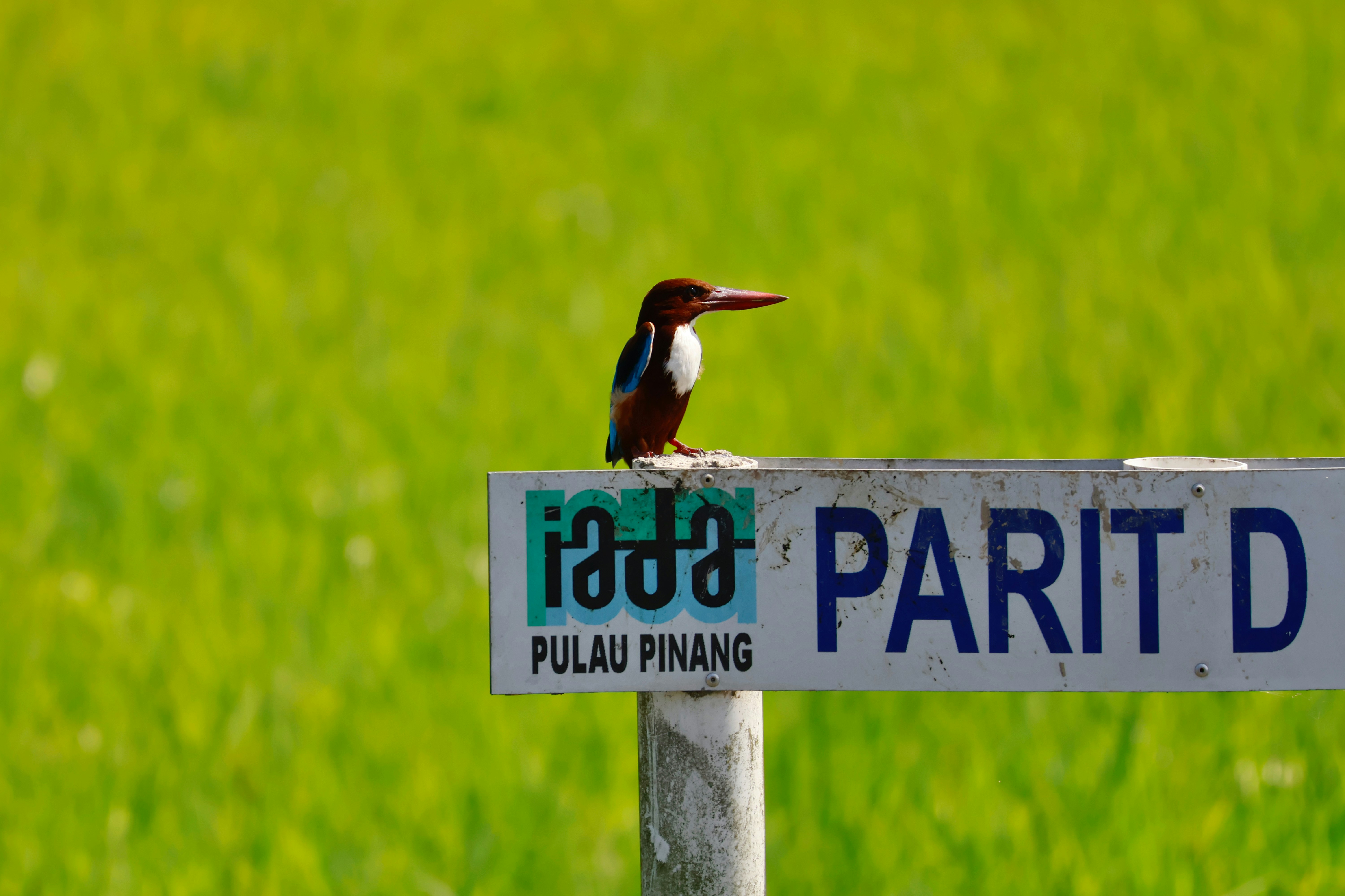 Kingfisher Sentinel on a Weathered Signpost