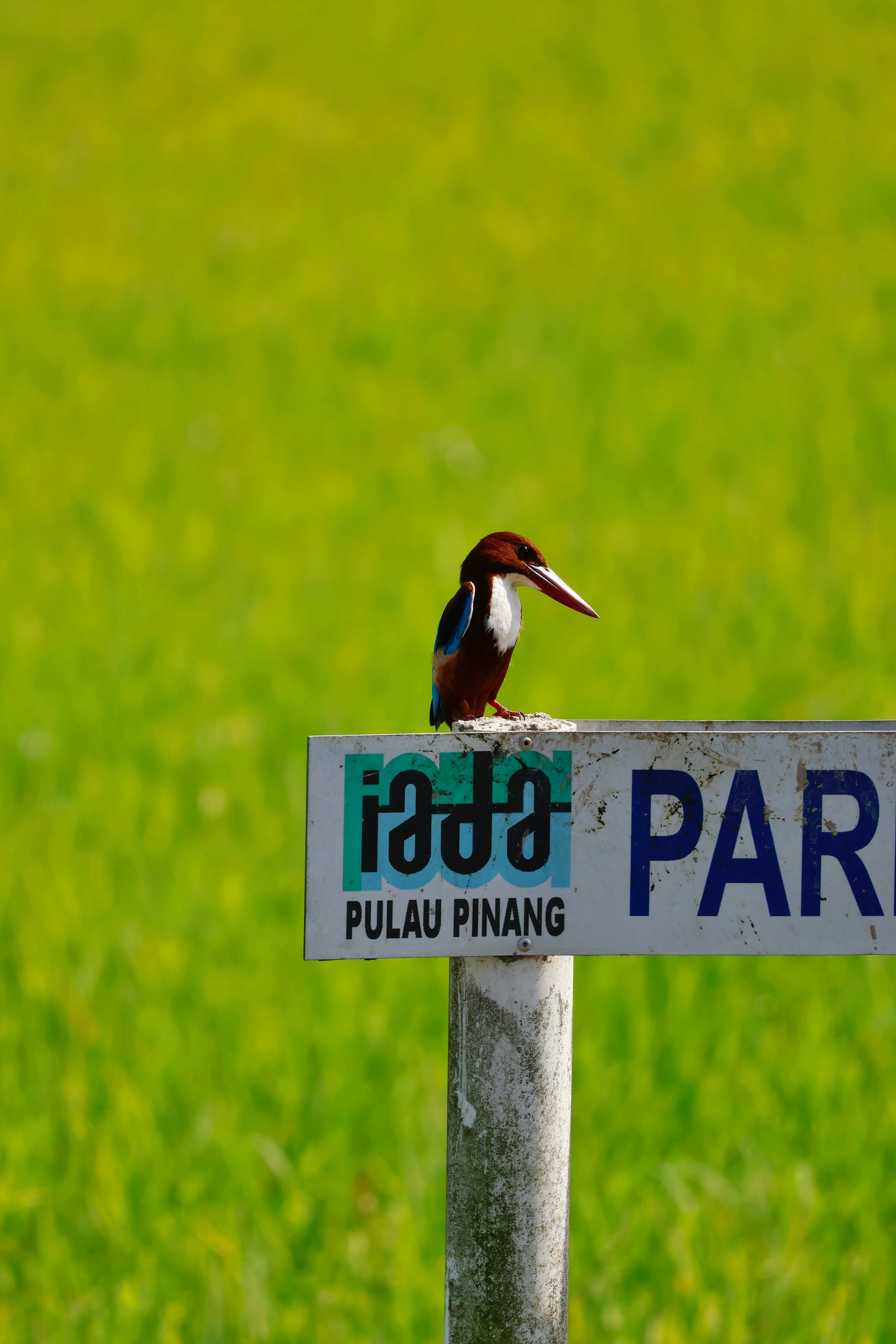 Heron on the Sign: A Kingfisher Keeps Watch