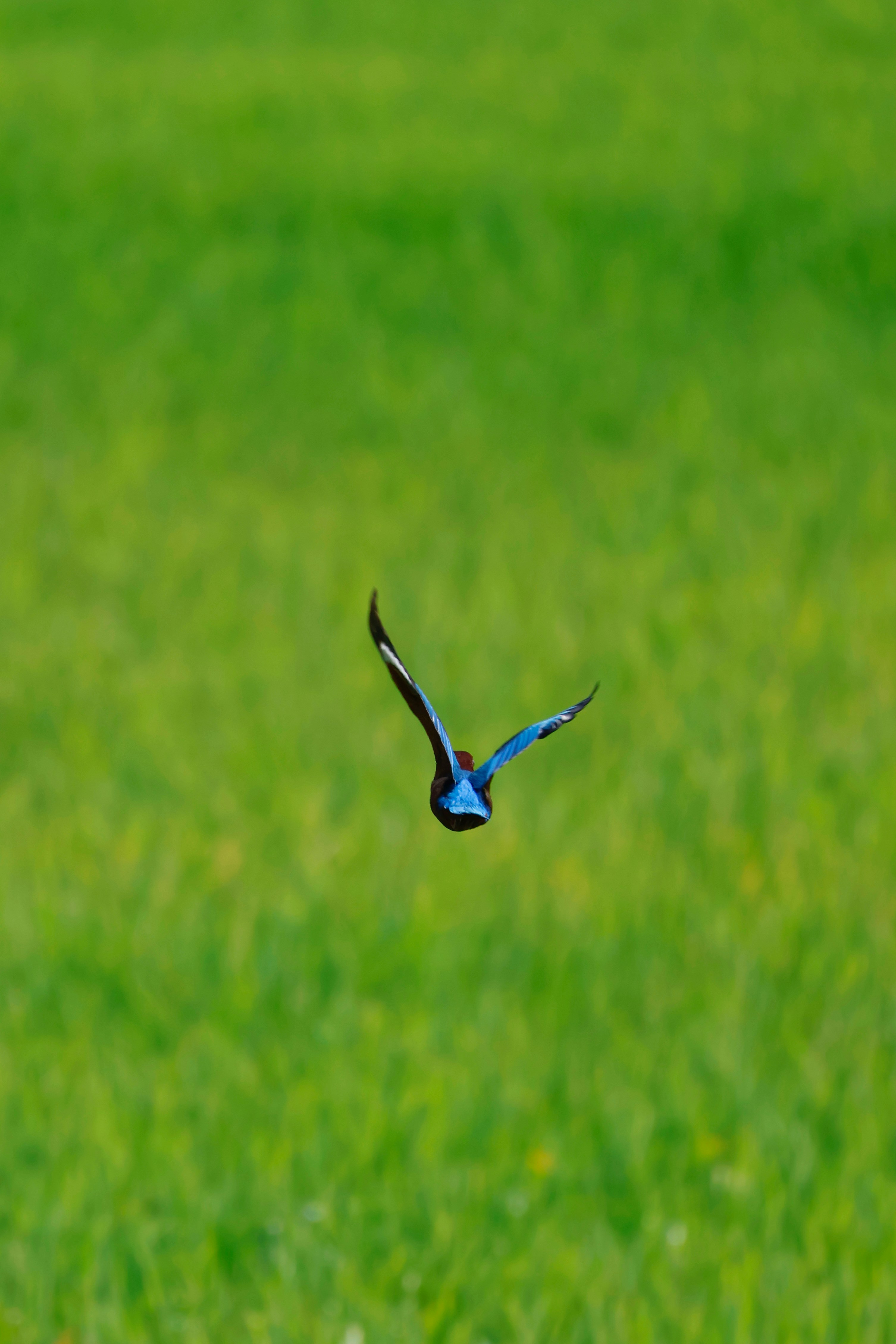 Blue Burst: A Kingfisher Soars Over a Velvet Green Field
