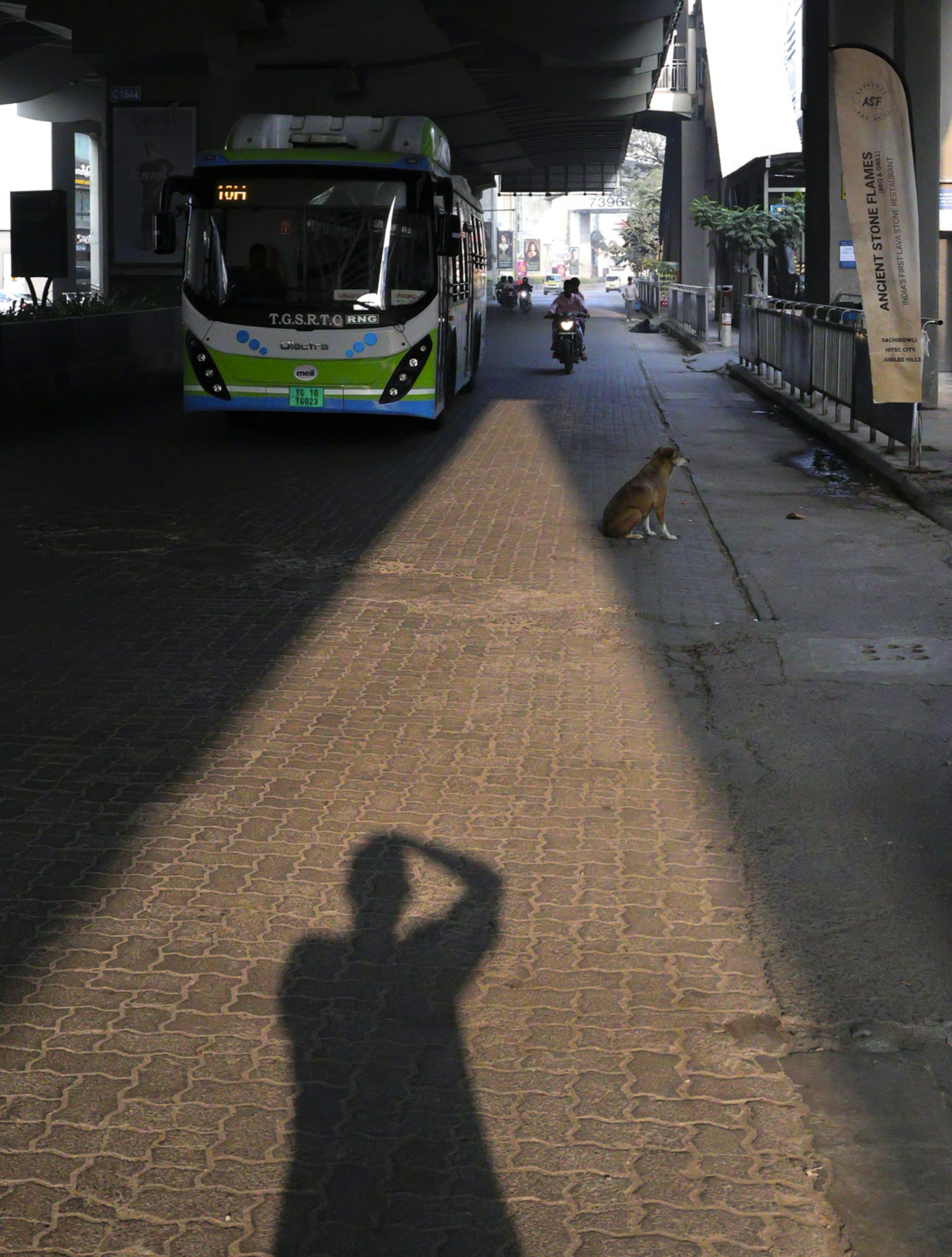 Shadowed Pathway: A Bus Stop, a Dog, and an Urban Silhouette