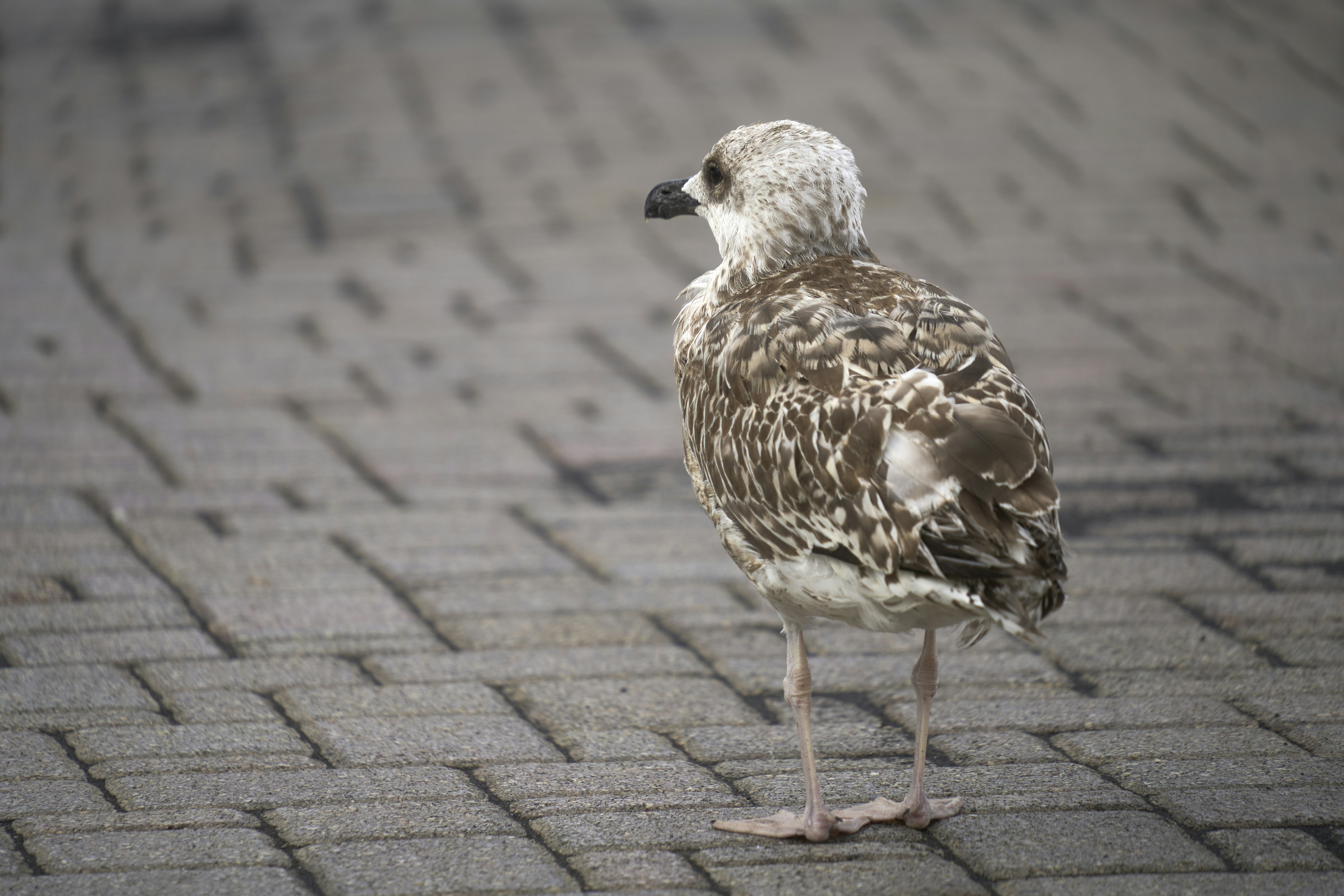 Coastal Gull Stance: Weathered Brick Backdrop and Quiet Gaze