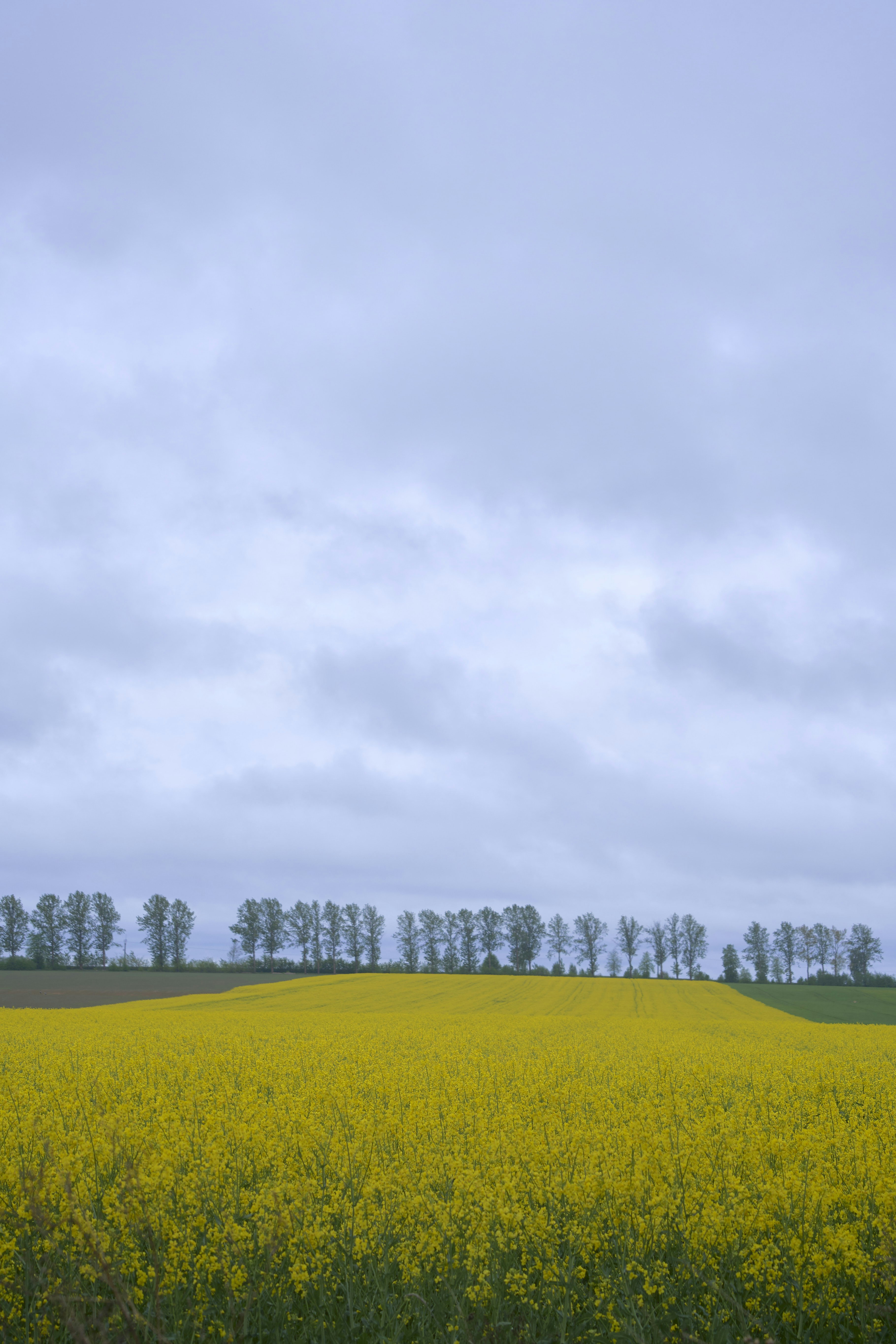 Canola Sea Over the Flat Horizon