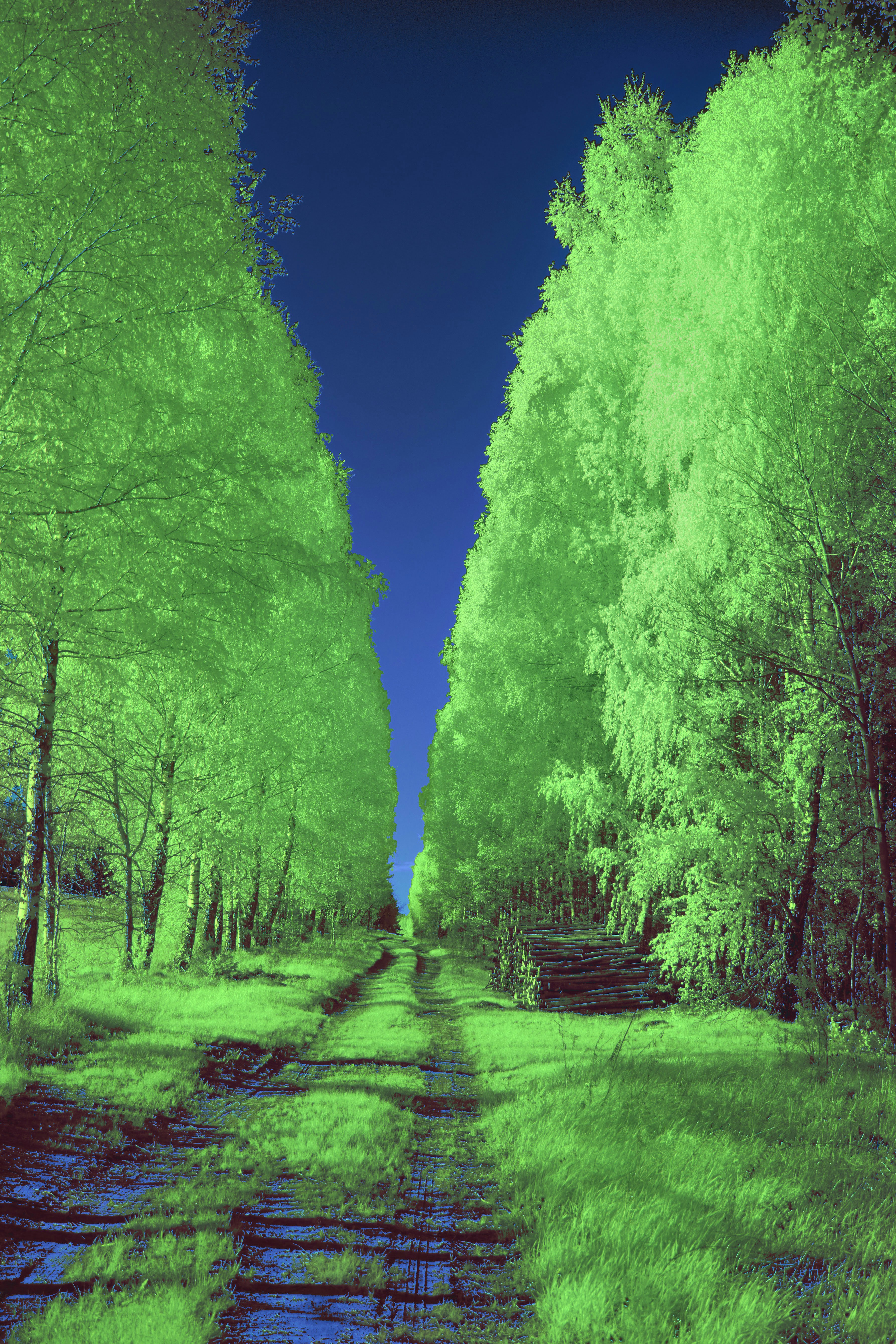 Tunnel of Neon Pines: A Lush Pathway Under an Inverted Sky