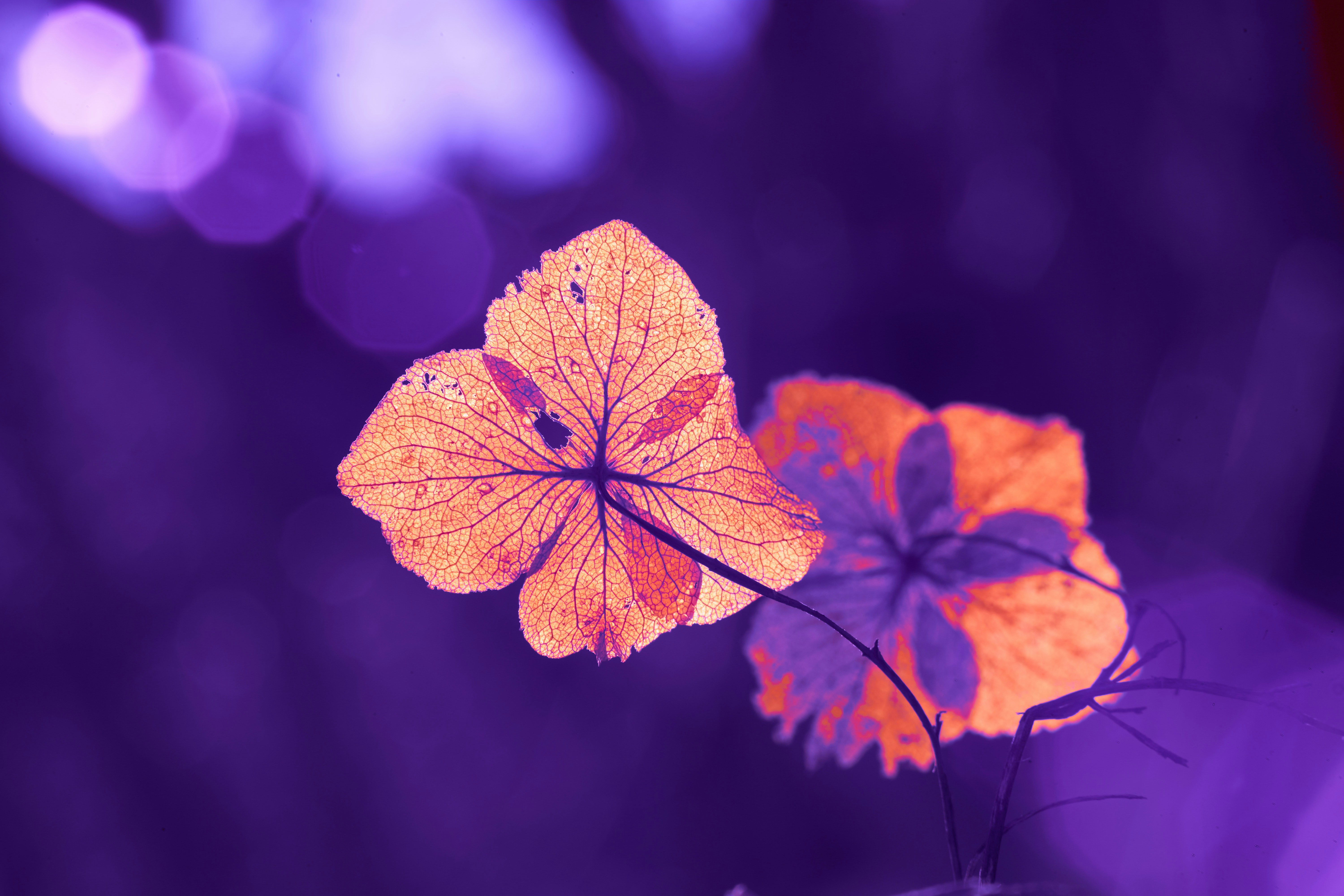 Autumn's Sunset: A Pair of Copper Leaves in Velvet Purple