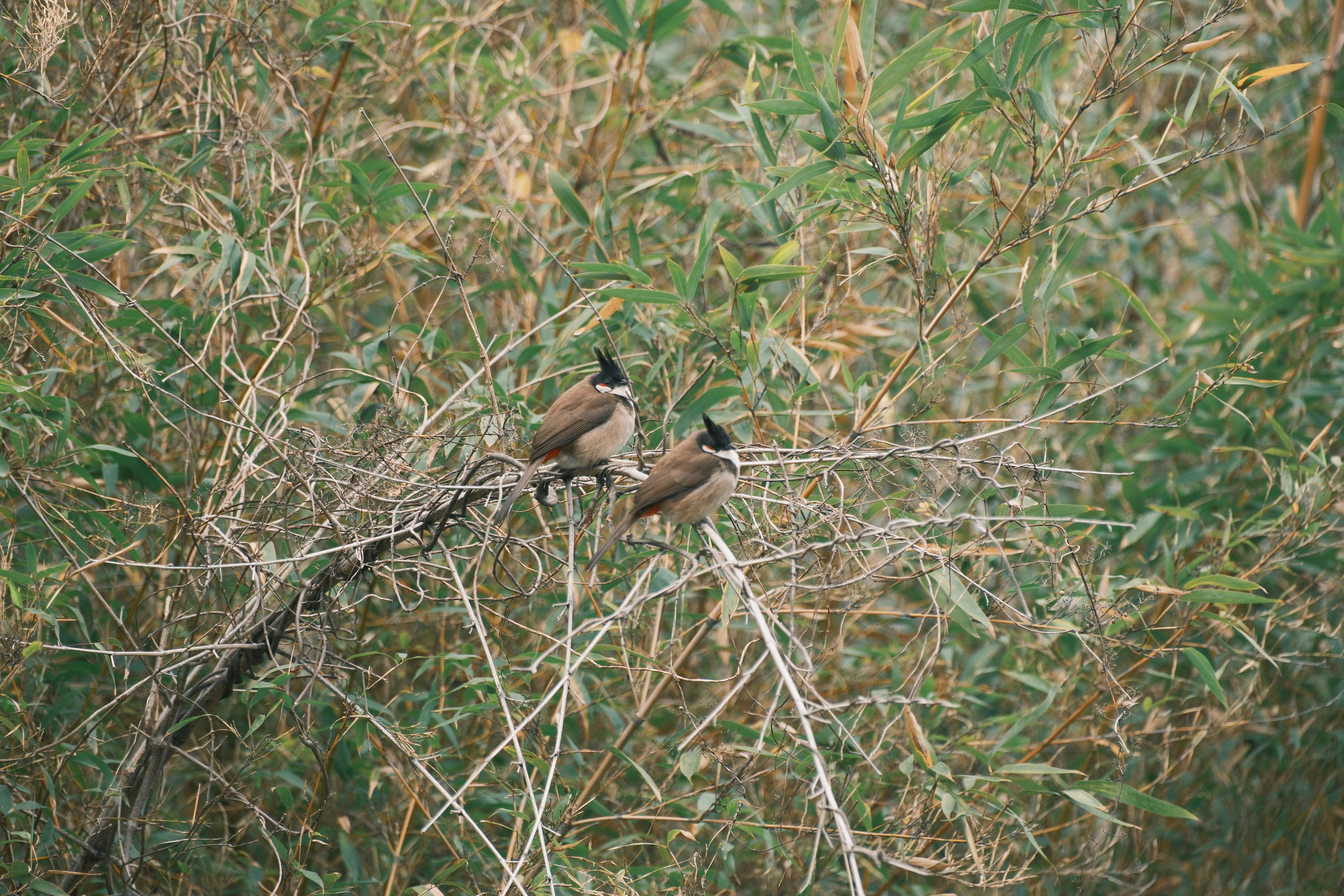 Two Nectar Swallowtails Resting Amid Dry Scrub